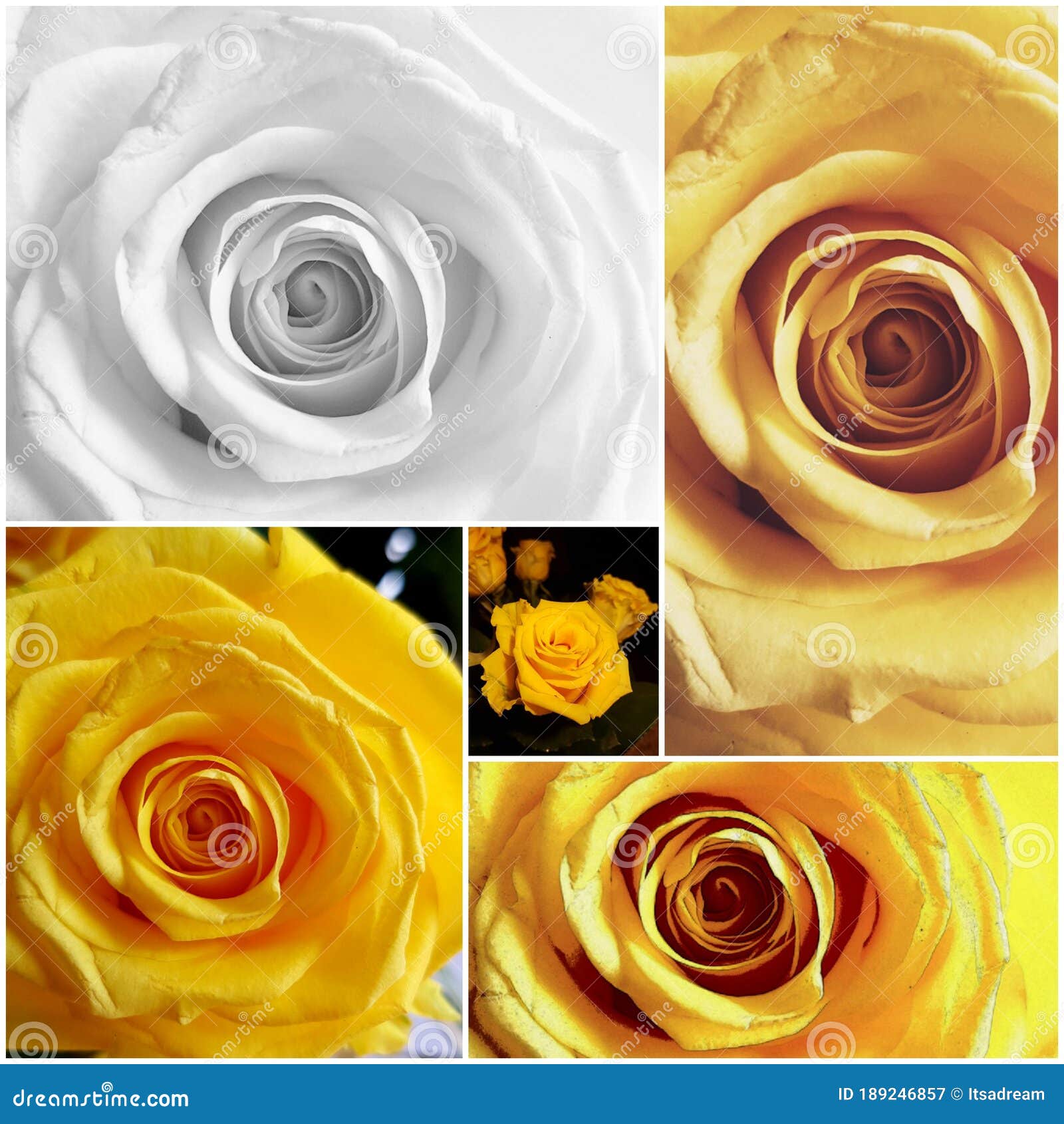 Collage of yellow rose stock image. Image of beautiful - 189246857