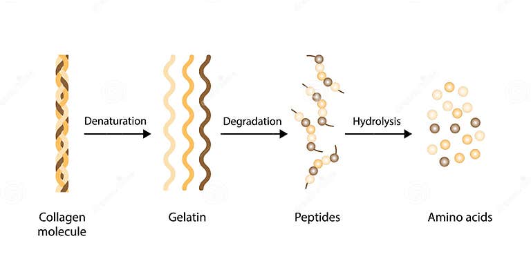 Collagen Digestion, Denaturation, Degradation. Collagen Digestion ...