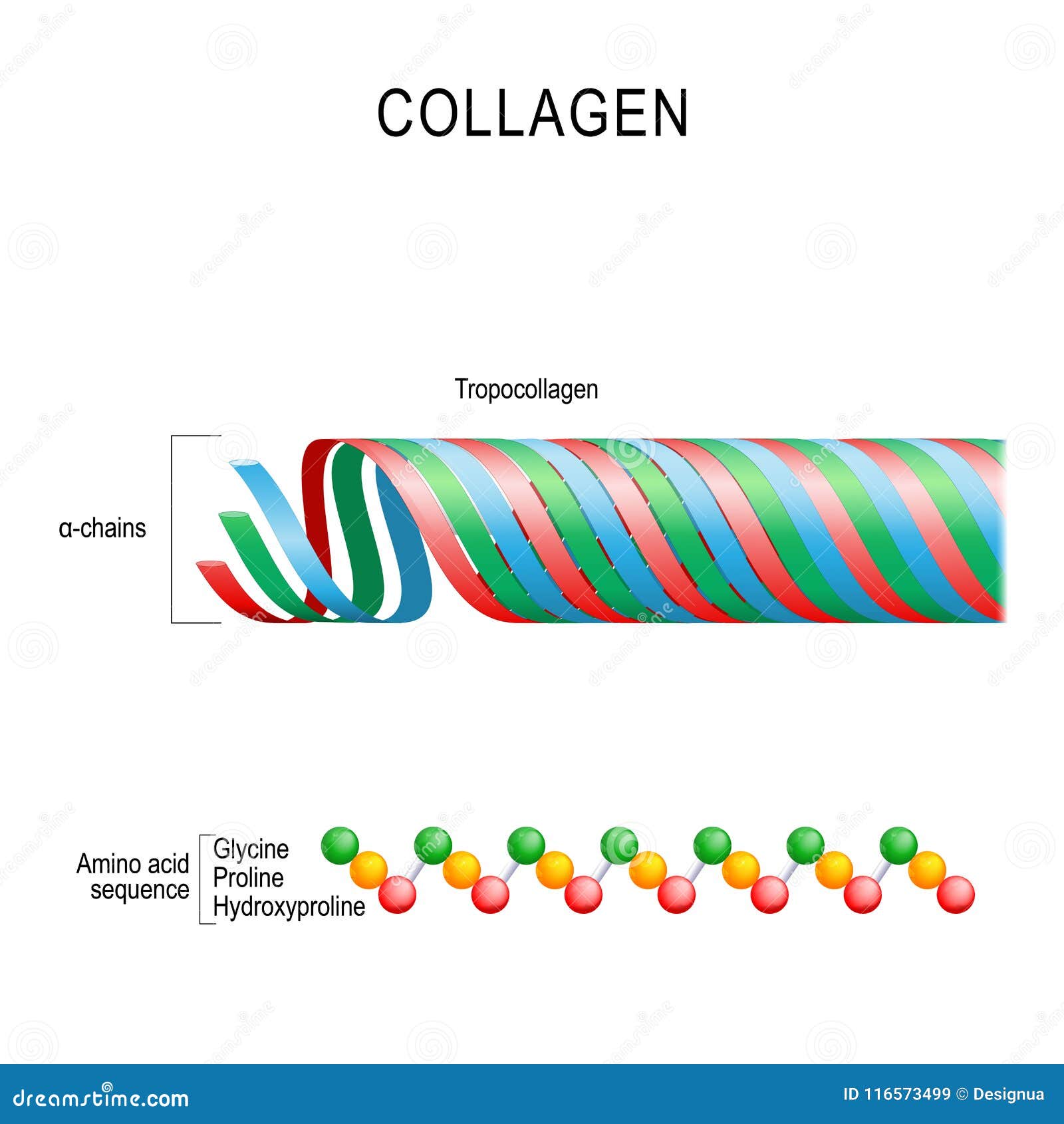 Collagen Estrutura Molecular Ilustração do Vetor - Ilustração de ...