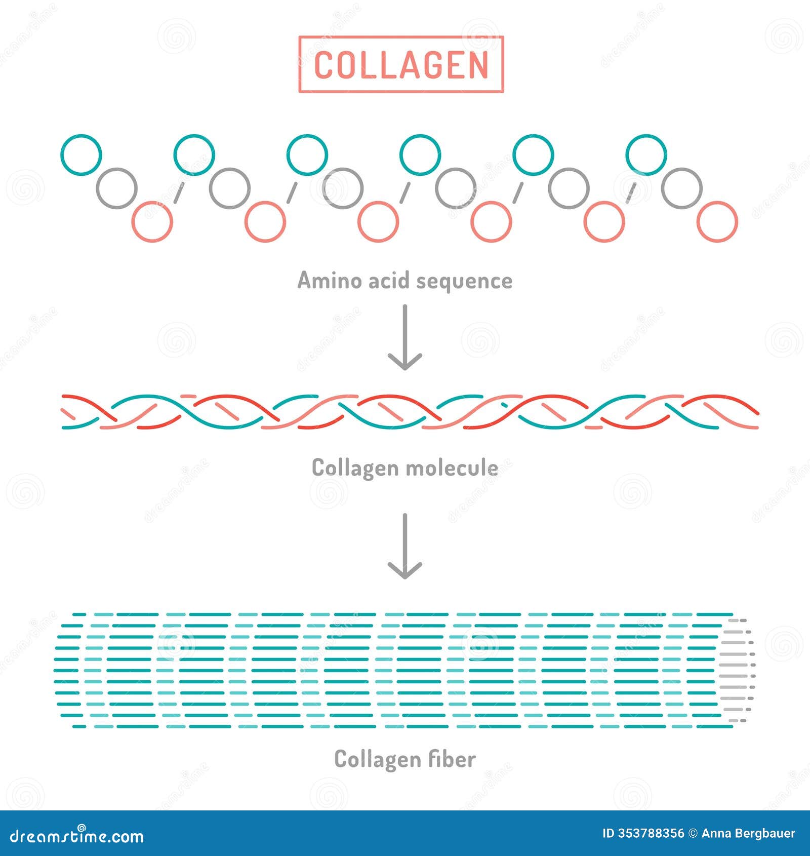 Collagen Molecular Structure. Connective Tissue Protein Diagram Stock ...