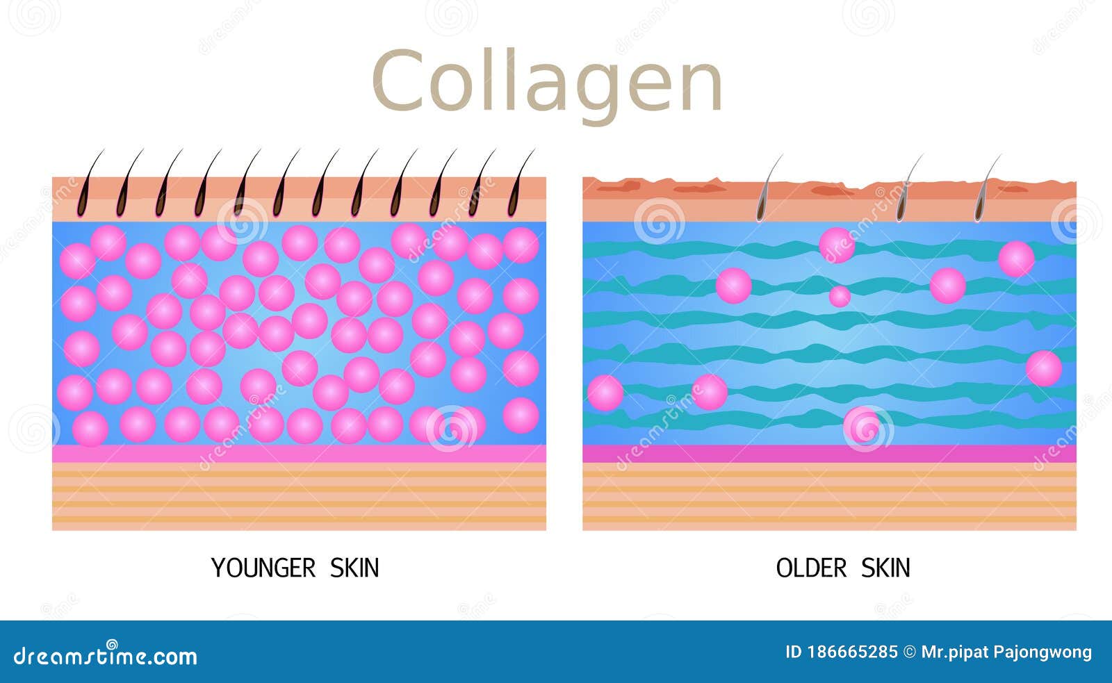 Collagen ,skin vector stock vector. Illustration of cosmetic - 186665285