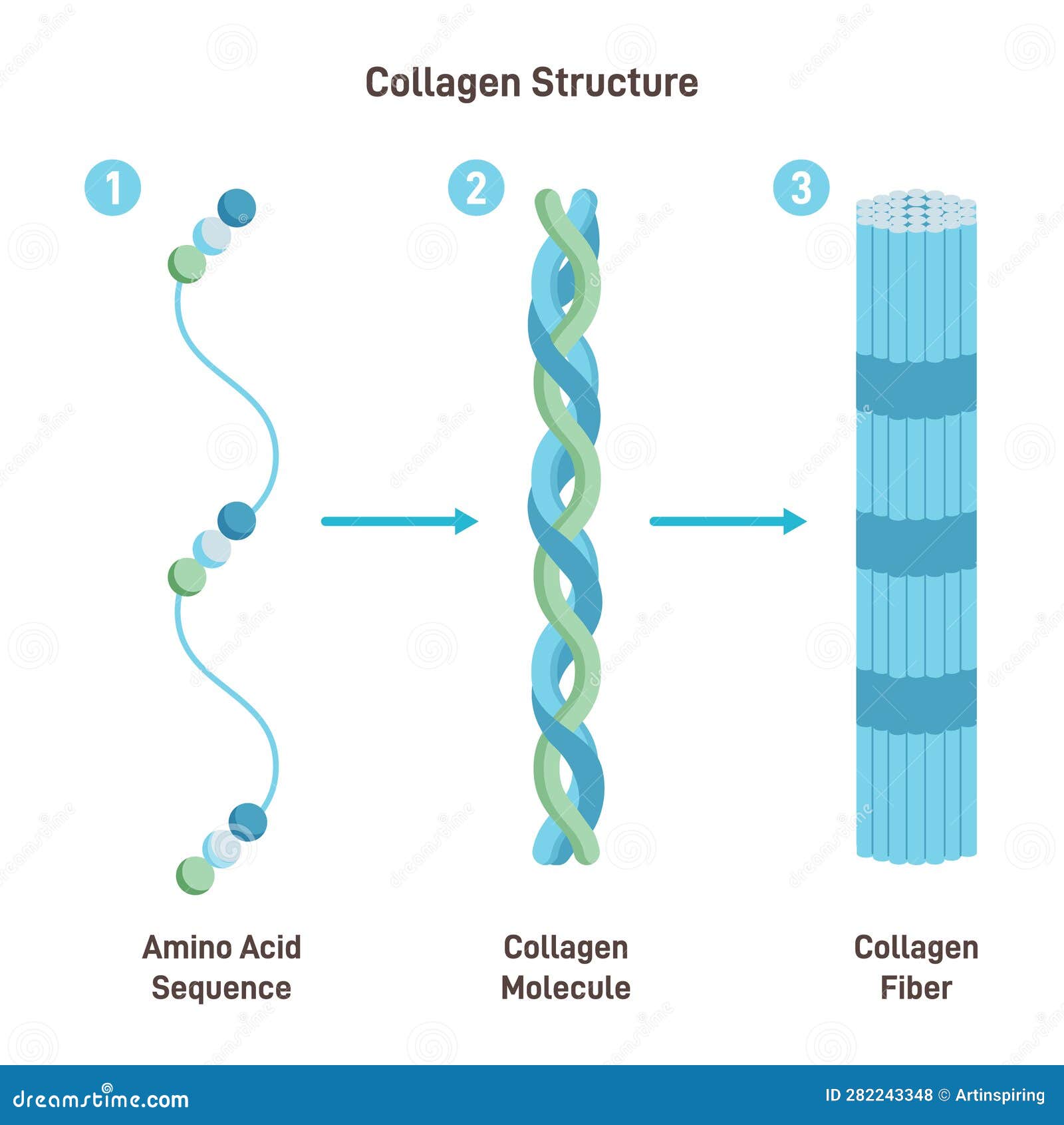 Collagen Structure. Amino Acid Sequence Chain Form Three Polypeptides ... Collagen Structure. Amino Acid Sequence Chain Form Three Polypeptides ...
