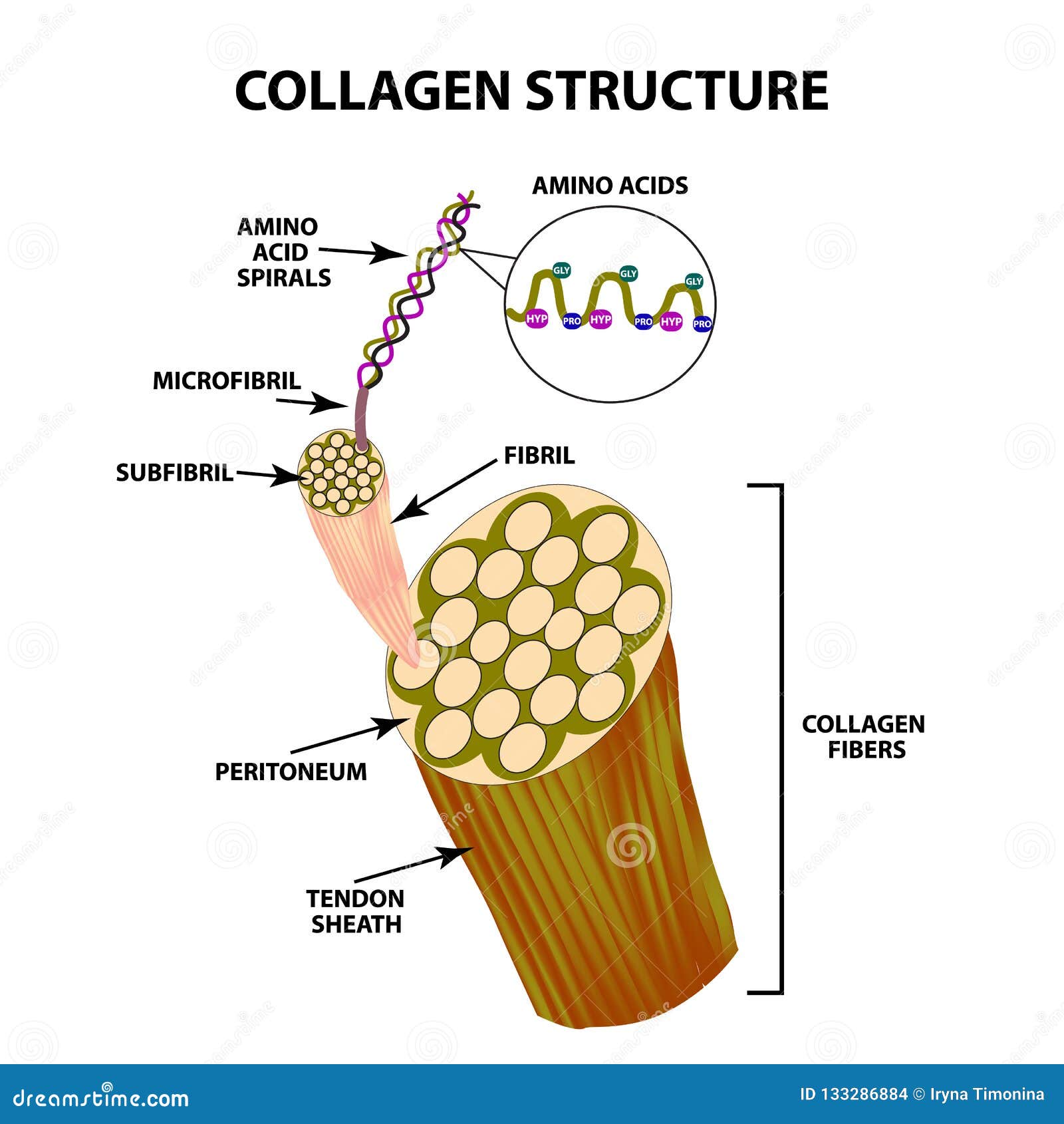 Collagen Structure. Infographics. Vector Illustration on Isolated ...