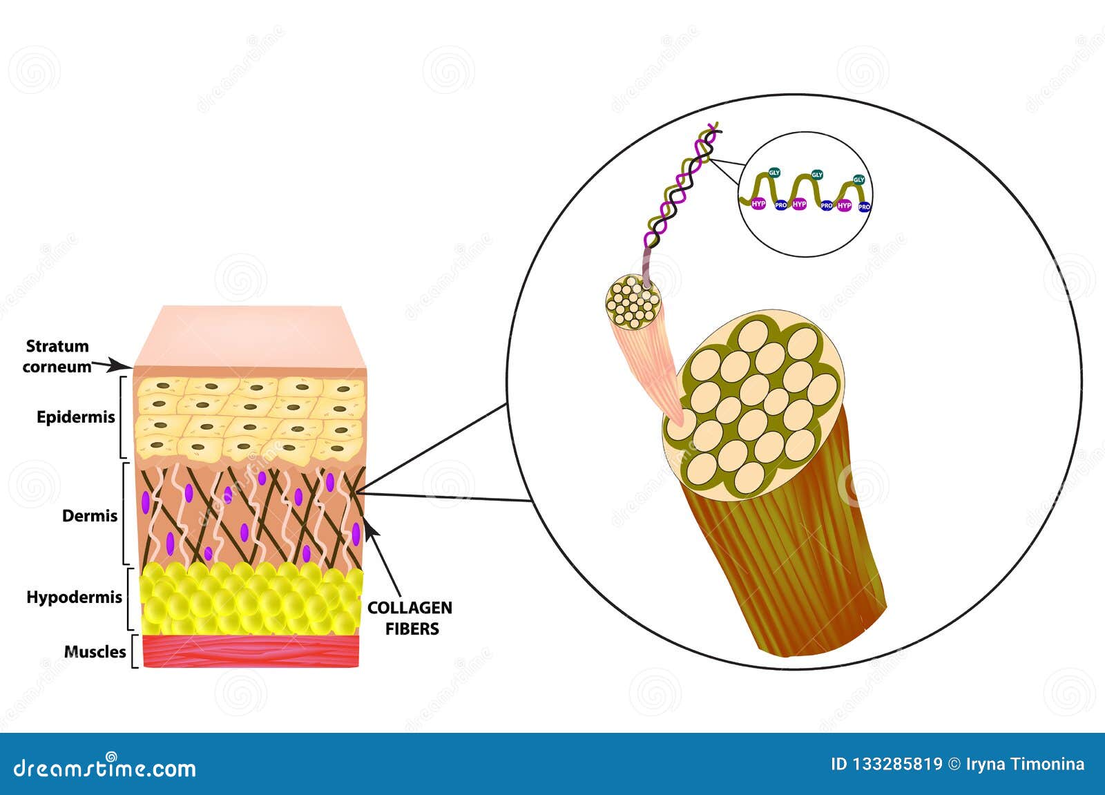 Collagen Structure