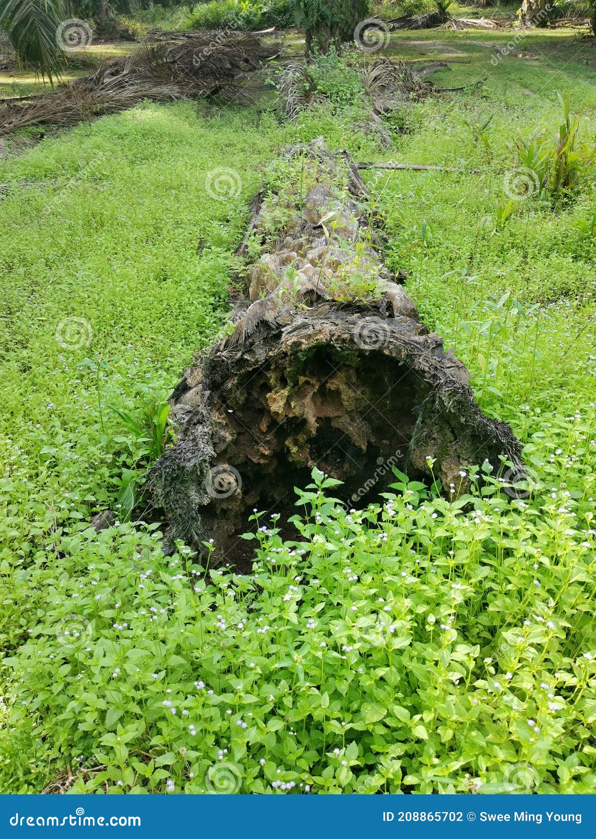 Collapsed Palm Oil Tree Trunk Decaying on the Ground. Stock Photo ...