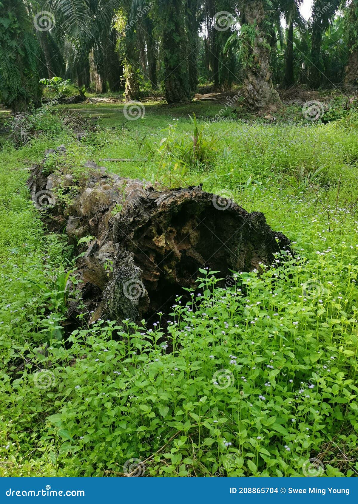 Collapsed Palm Oil Tree Trunk Decaying on the Ground. Stock Photo ...