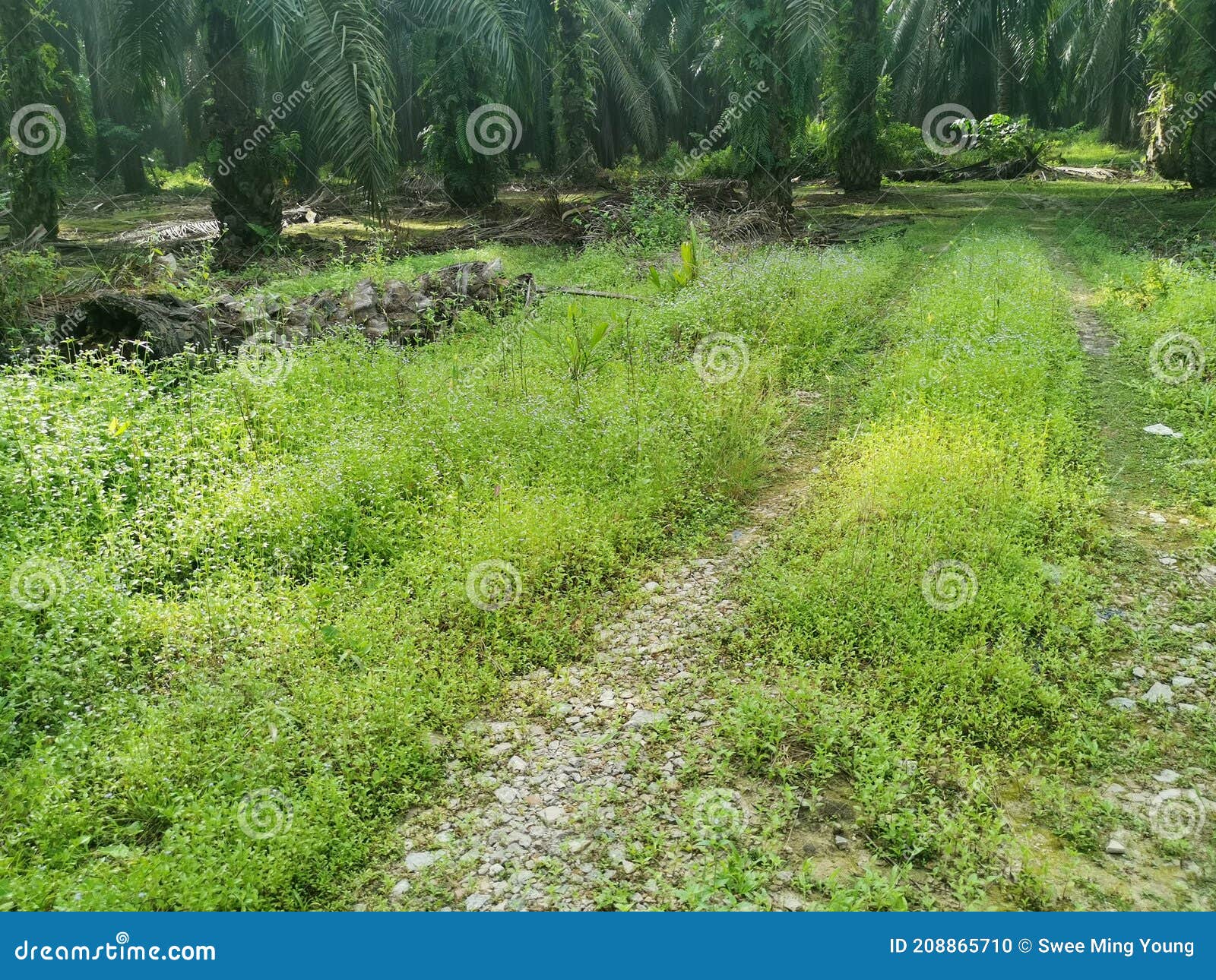 Collapsed Palm Oil Tree Trunk Decaying on the Ground. Stock Photo ...