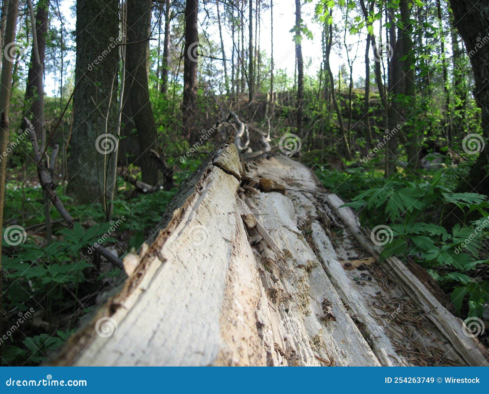 Collapsed Tree in the Middle of a Dense Forest Full of Pacific ...