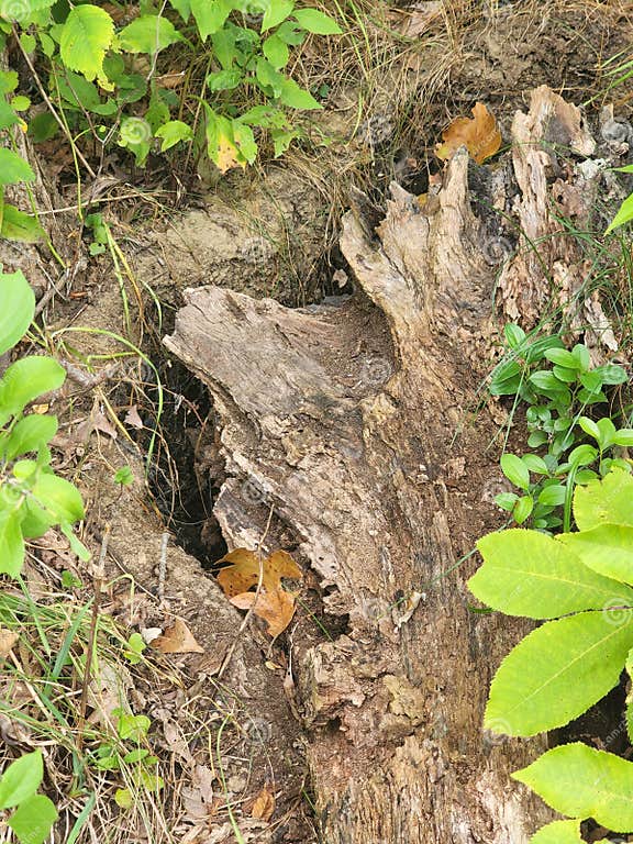 Collapsed tree root stock photo. Image of jungle, plant - 255260856