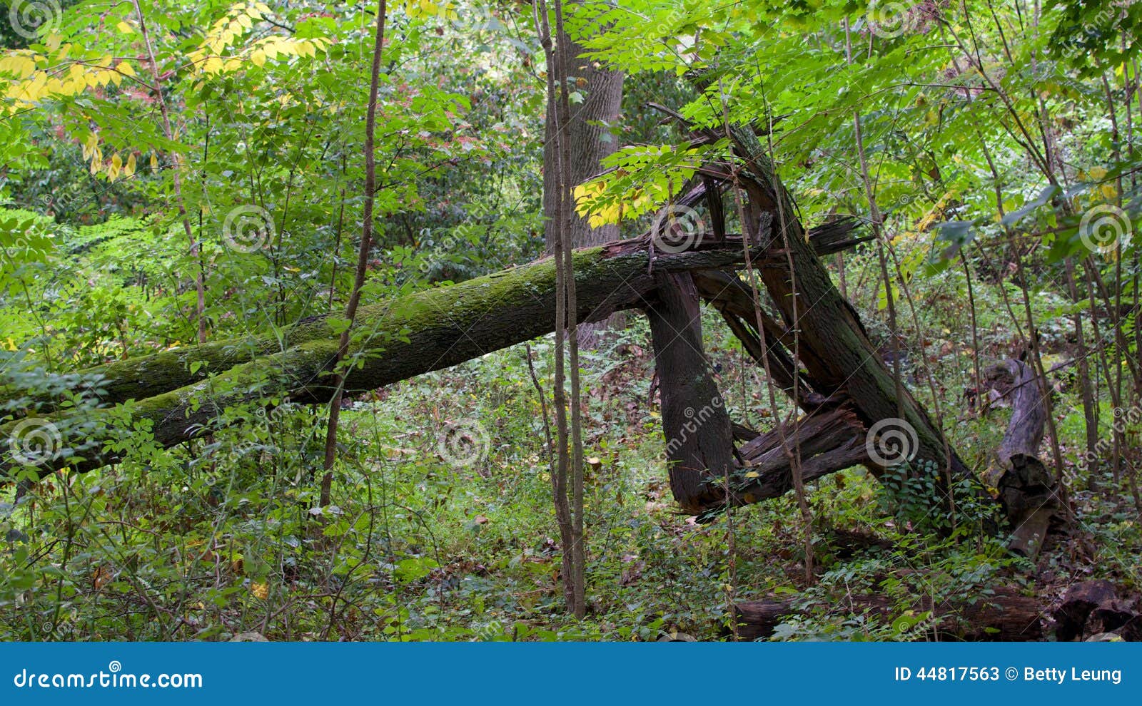 Collapsed Tree Trunk stock image. Image of trees, trunk - 44817563