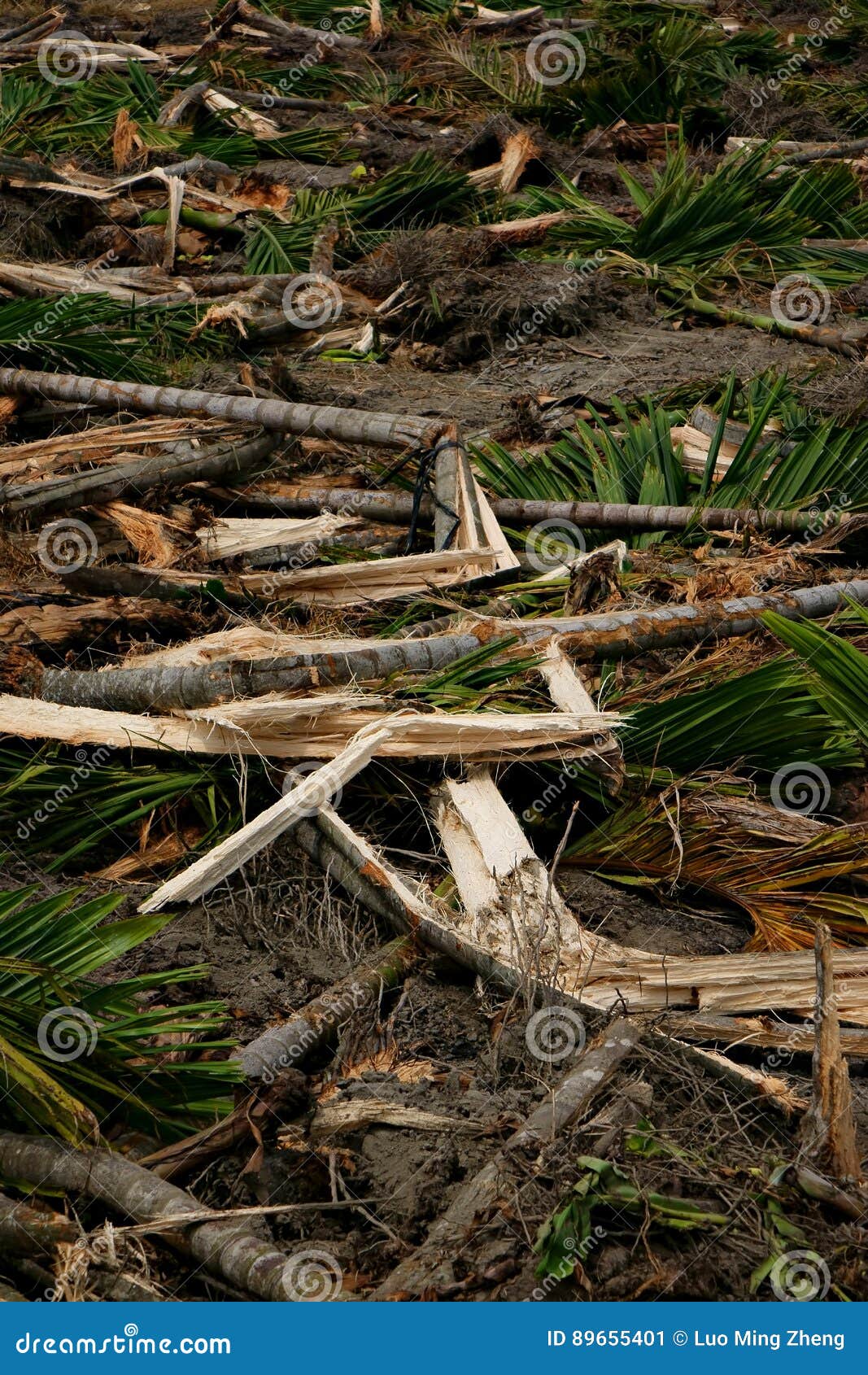 Collapsed Trees Stock Photography | CartoonDealer.com #89655182