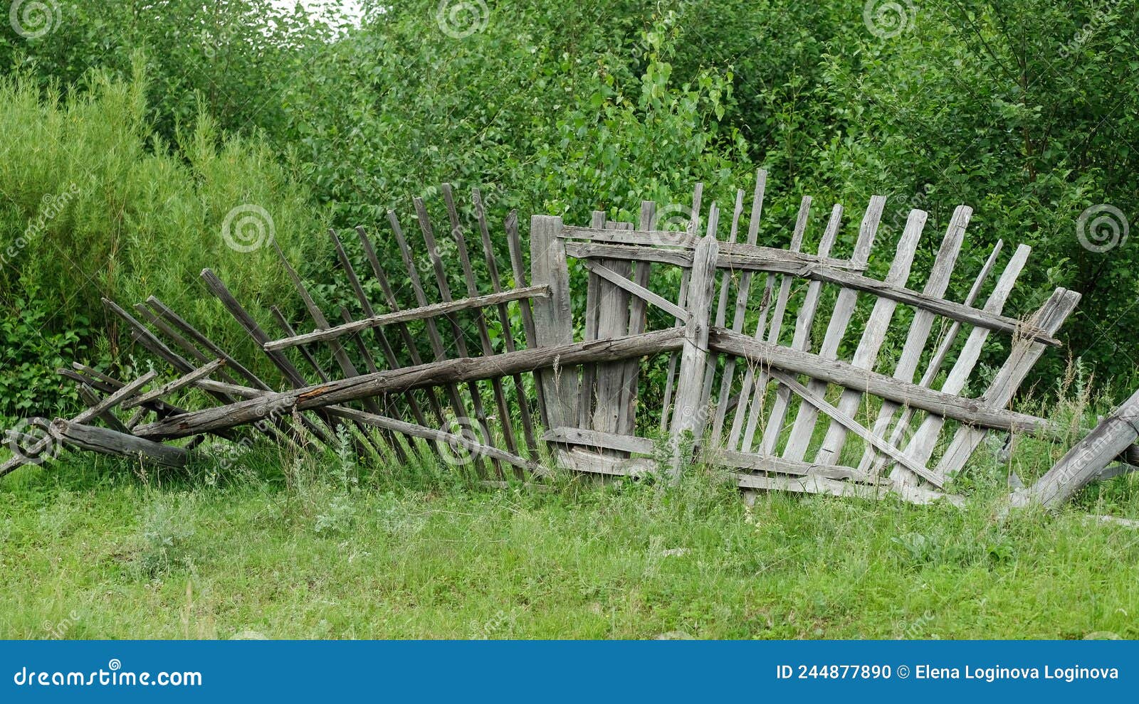 Collapsed Village Fence in Summer on the Grass Stock Photo - Image of ...