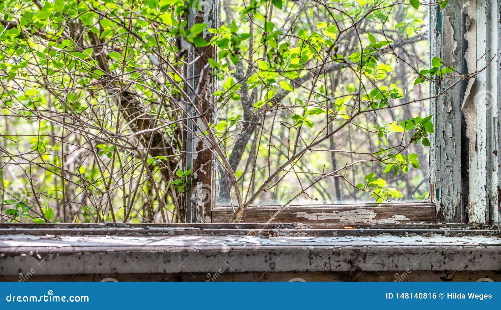Collapsed Window in Chernobyl Stock Photo - Image of bush, damage ...