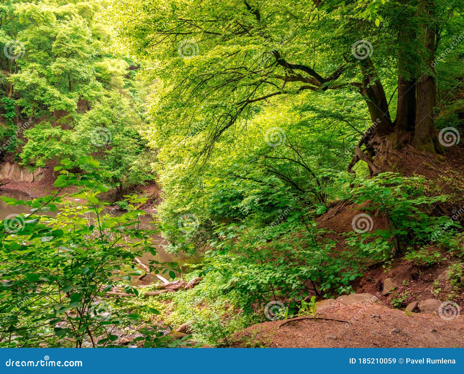 The Collapsing Slope Reveals the Massive Roots of the Trees Over a ...
