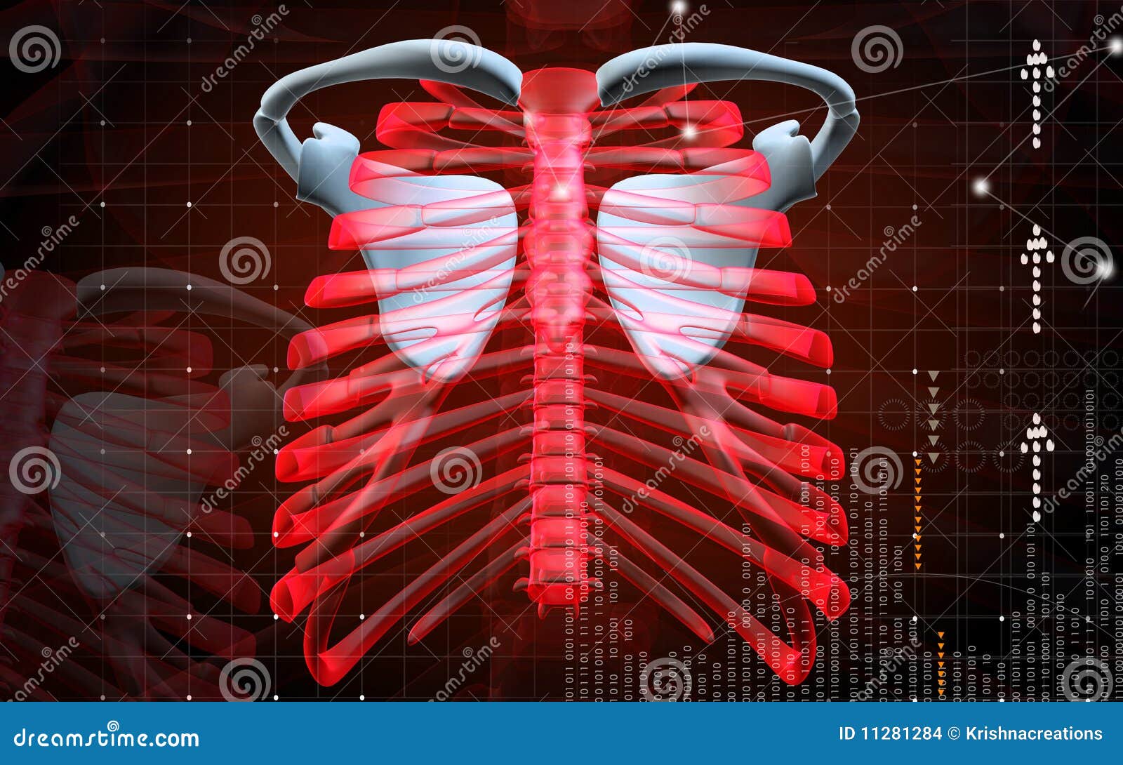 Collar bone stock illustration. Illustration of collar - 11281284