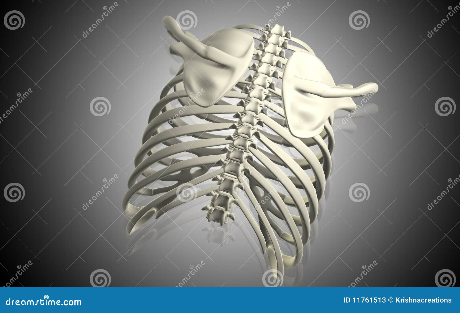 Collar bone stock illustration. Illustration of background - 11761513