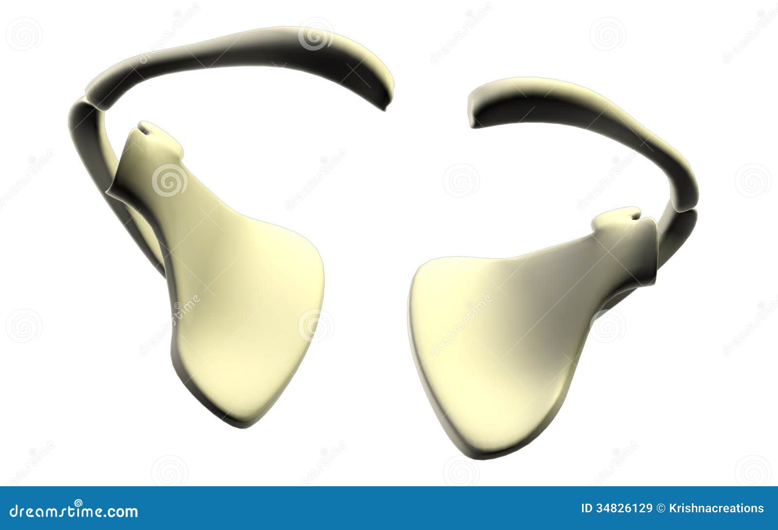 Collar Bone Royalty-Free Illustration | CartoonDealer.com #11281380