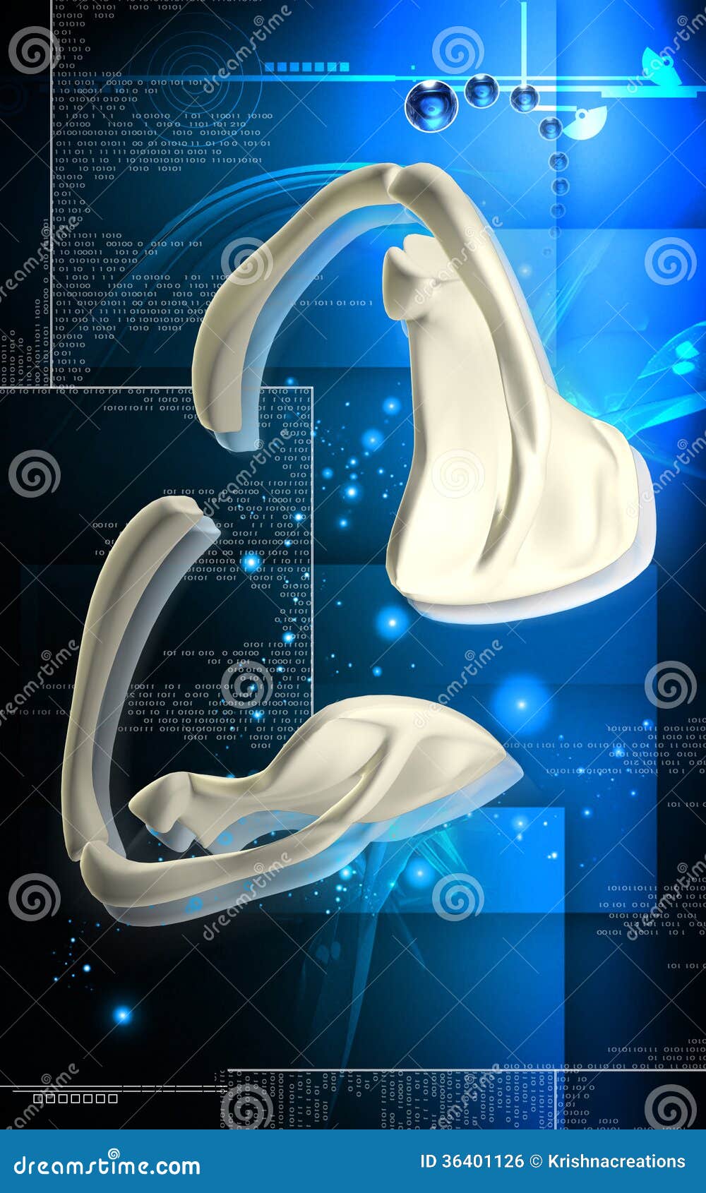 Collar Bone Royalty-Free Illustration | CartoonDealer.com #11281380