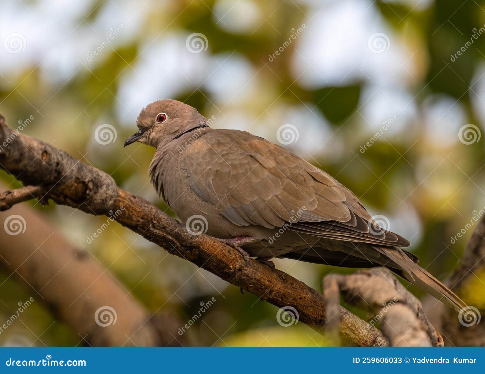 A Collar Dove looking back stock image. Image of wood - 259606033