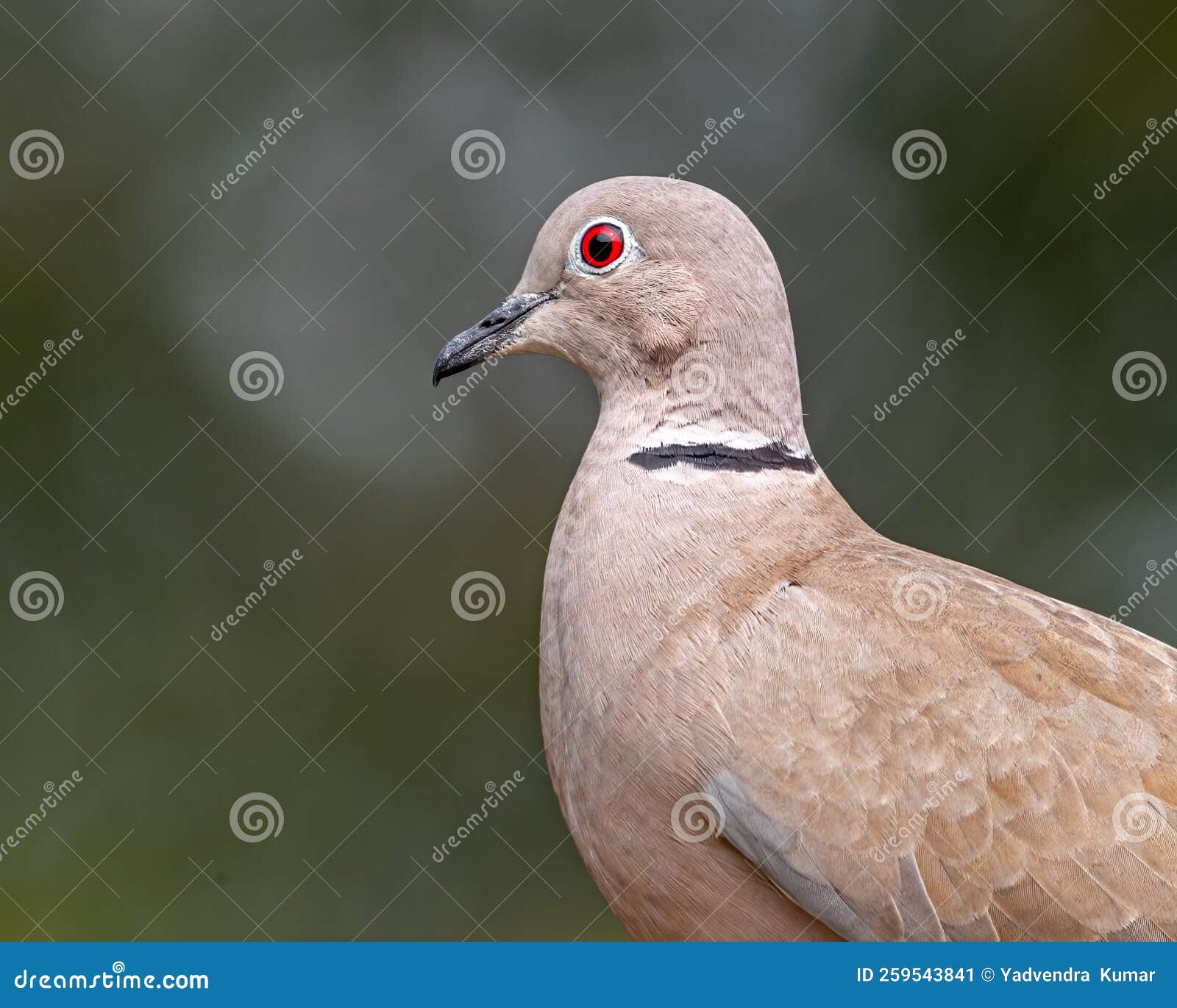 A Collar Dove side pose stock image. Image of garden - 259543841