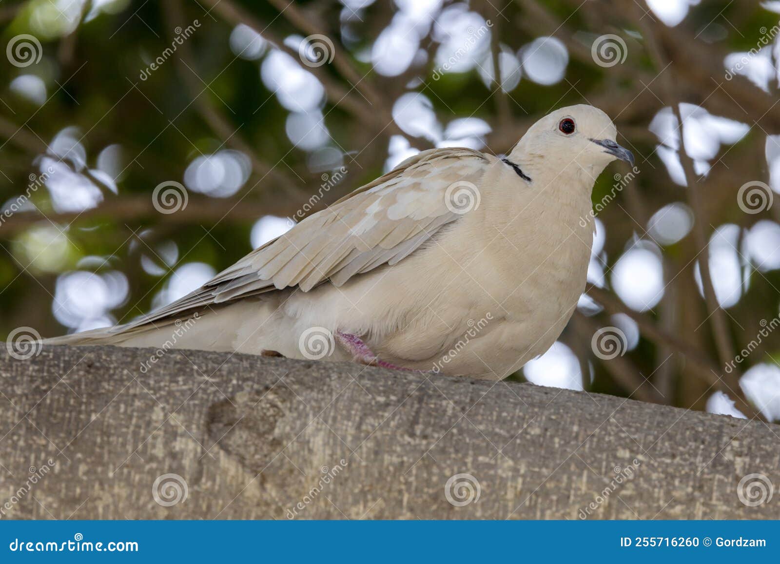 Dove In The Shade Stock Image | CartoonDealer.com #39009259