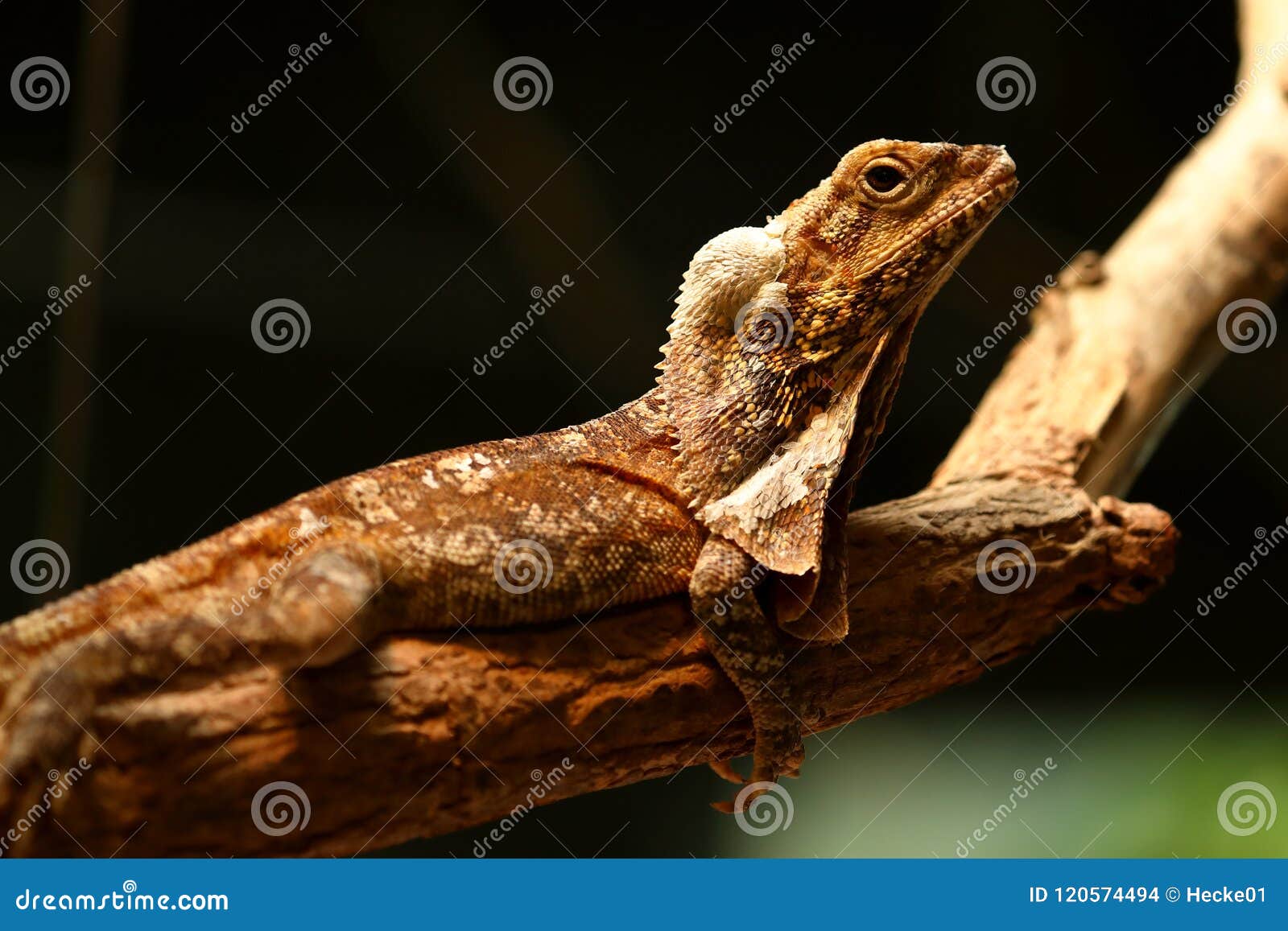 Collar lizard on a branch stock photo. Image of agama - 120574494
