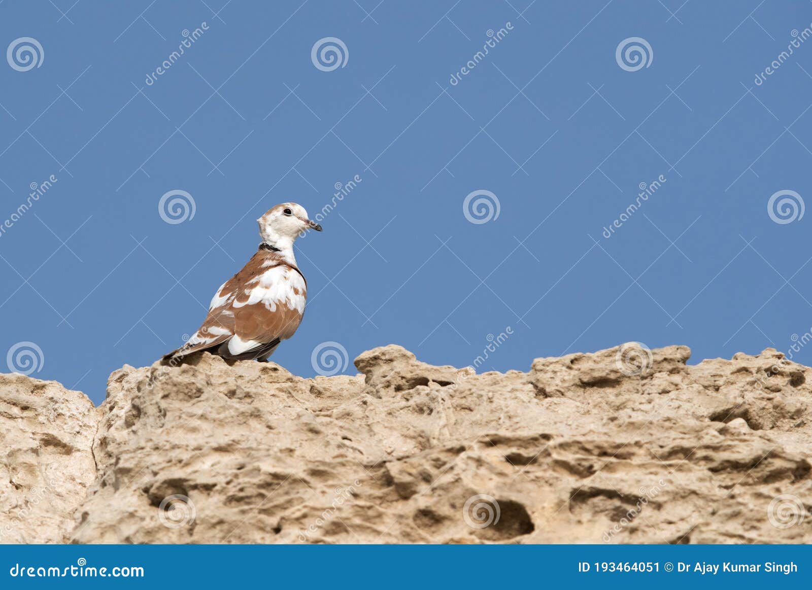 Collard Dove in Unusual Brown and White Color Stock Image - Image of ...