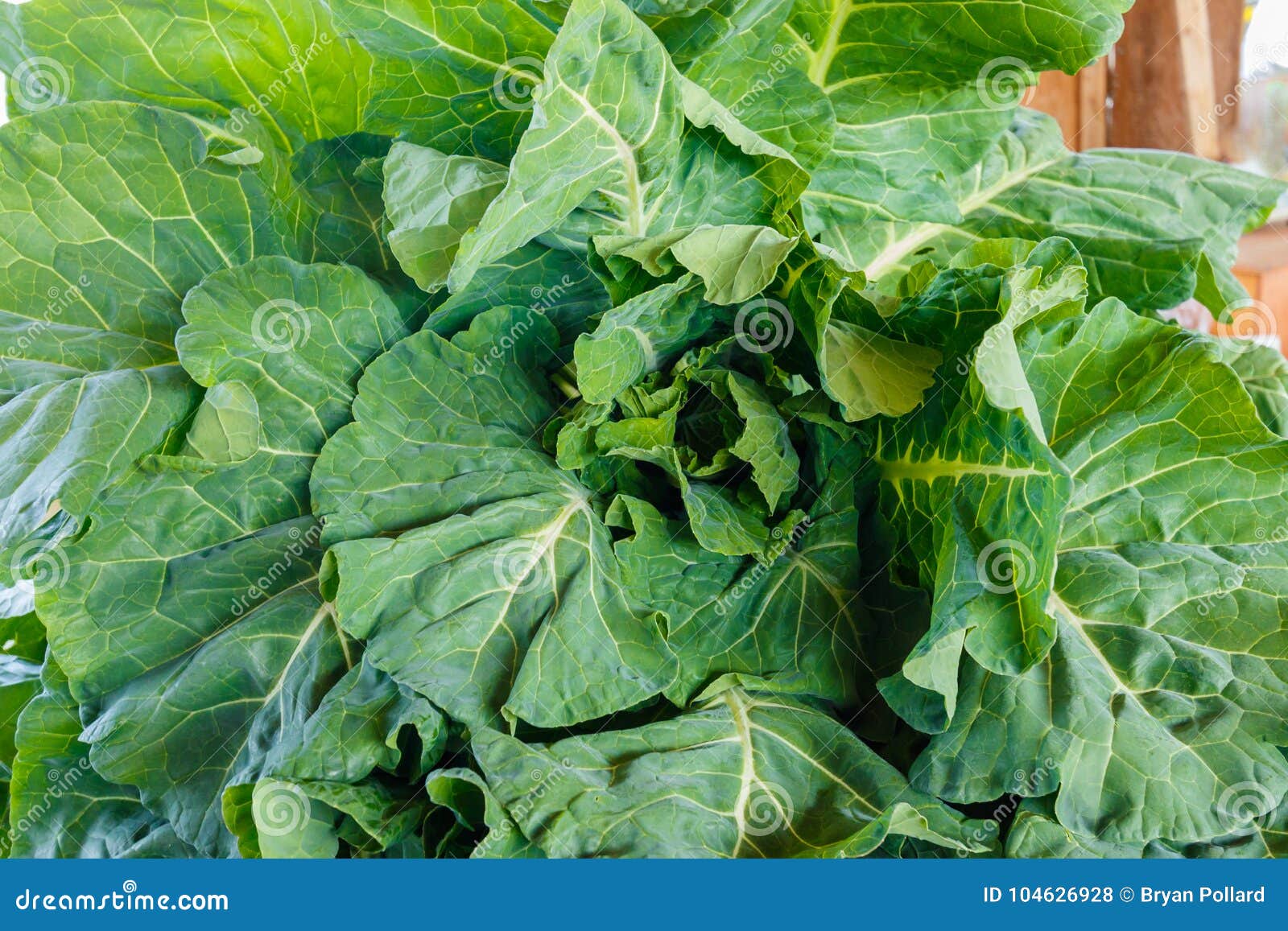 Collard greens stock foto. Image of vezel, landbouw - 104626928