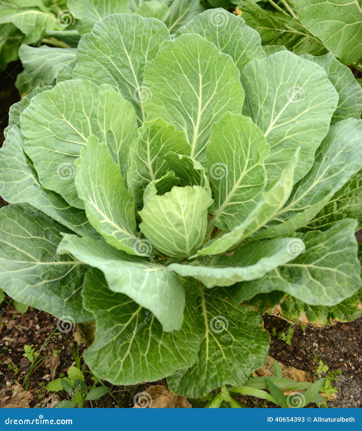 Collard greens stock image. Image of edible, fresh, soul - 40654393
