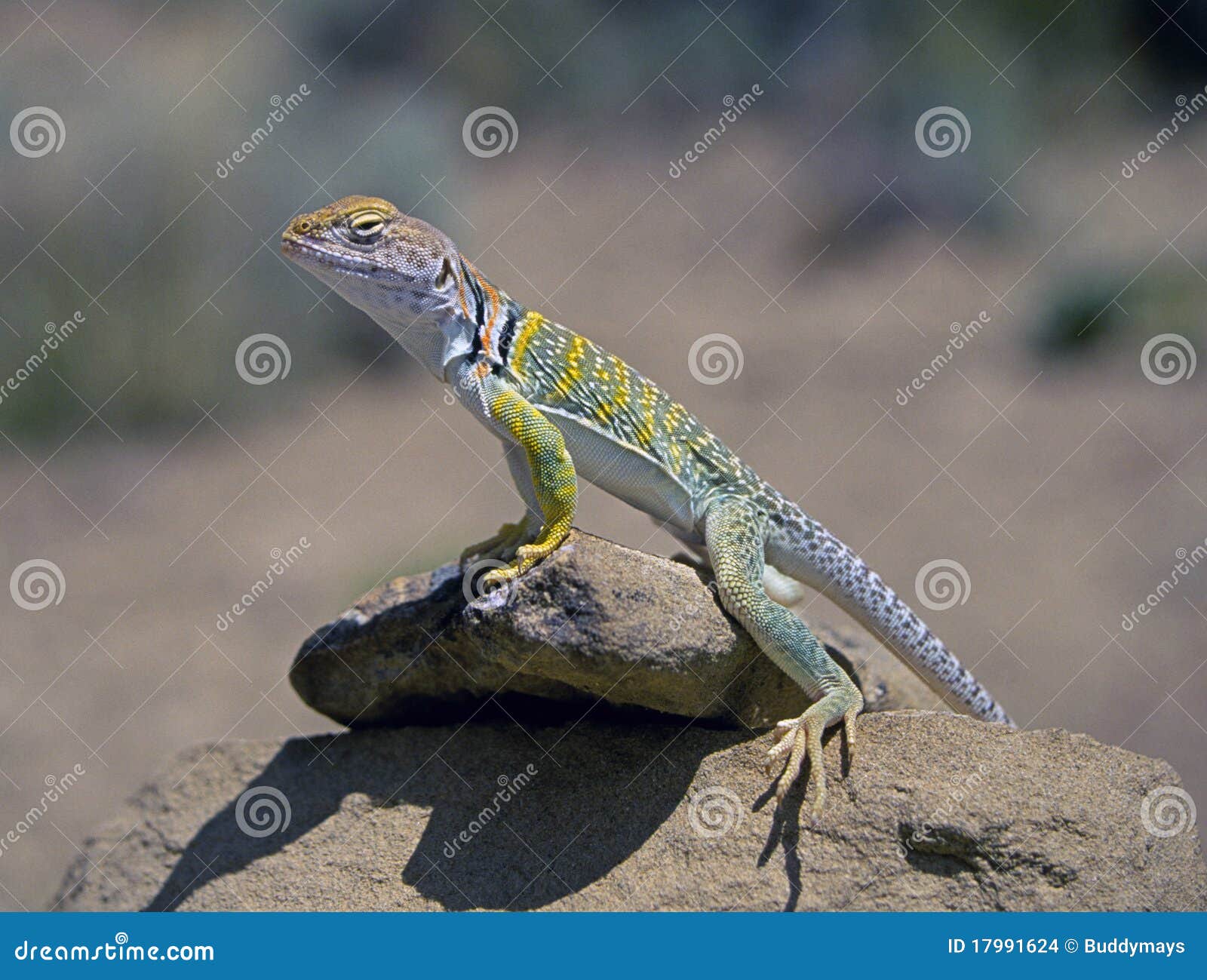 Collard lizard stock photo. Image of lizard, collared - 17991624