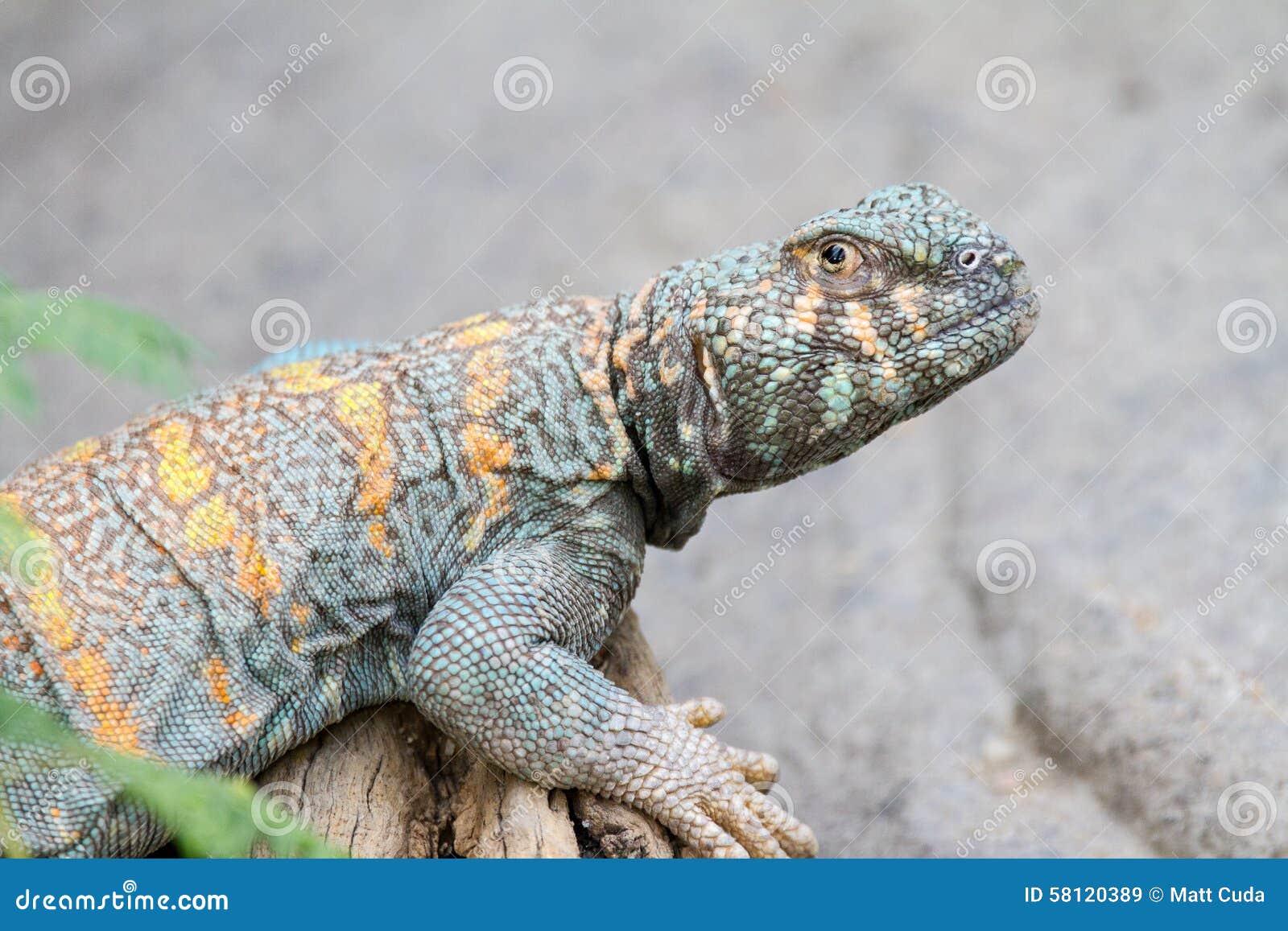 Collard Lizard stock image. Image of nature, sand, united - 58120389