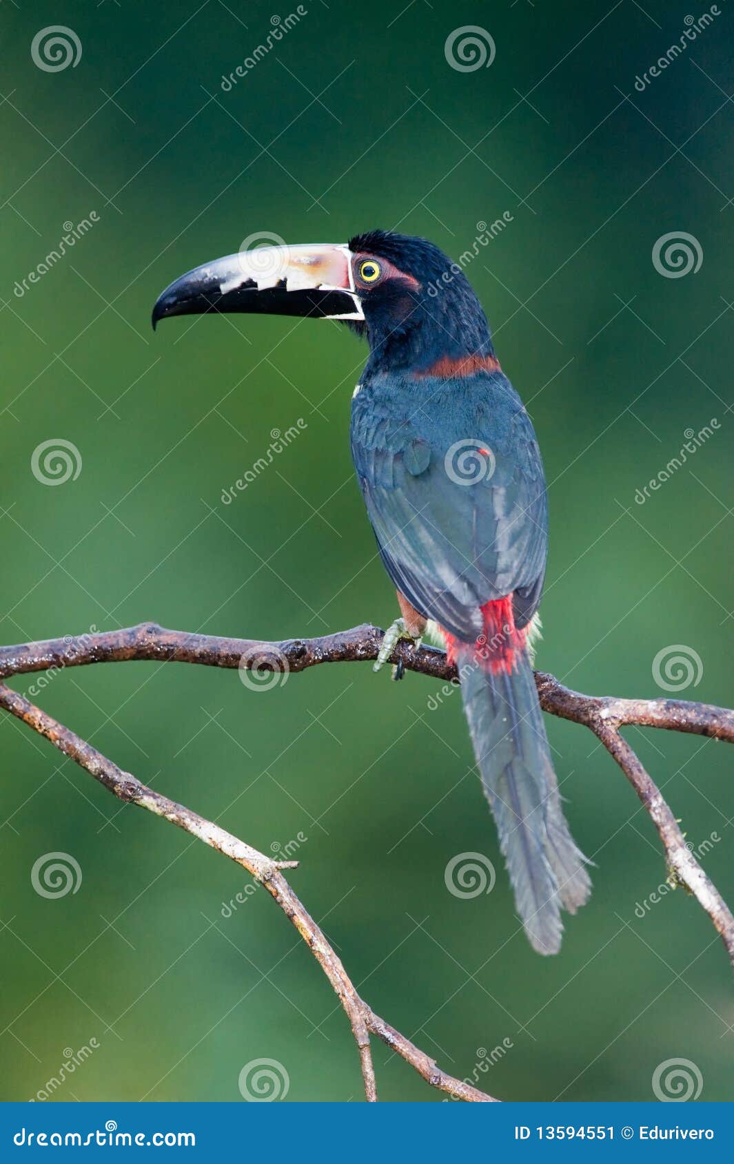 Collared Aracari stock image. Image of mexico, colombia - 13594551