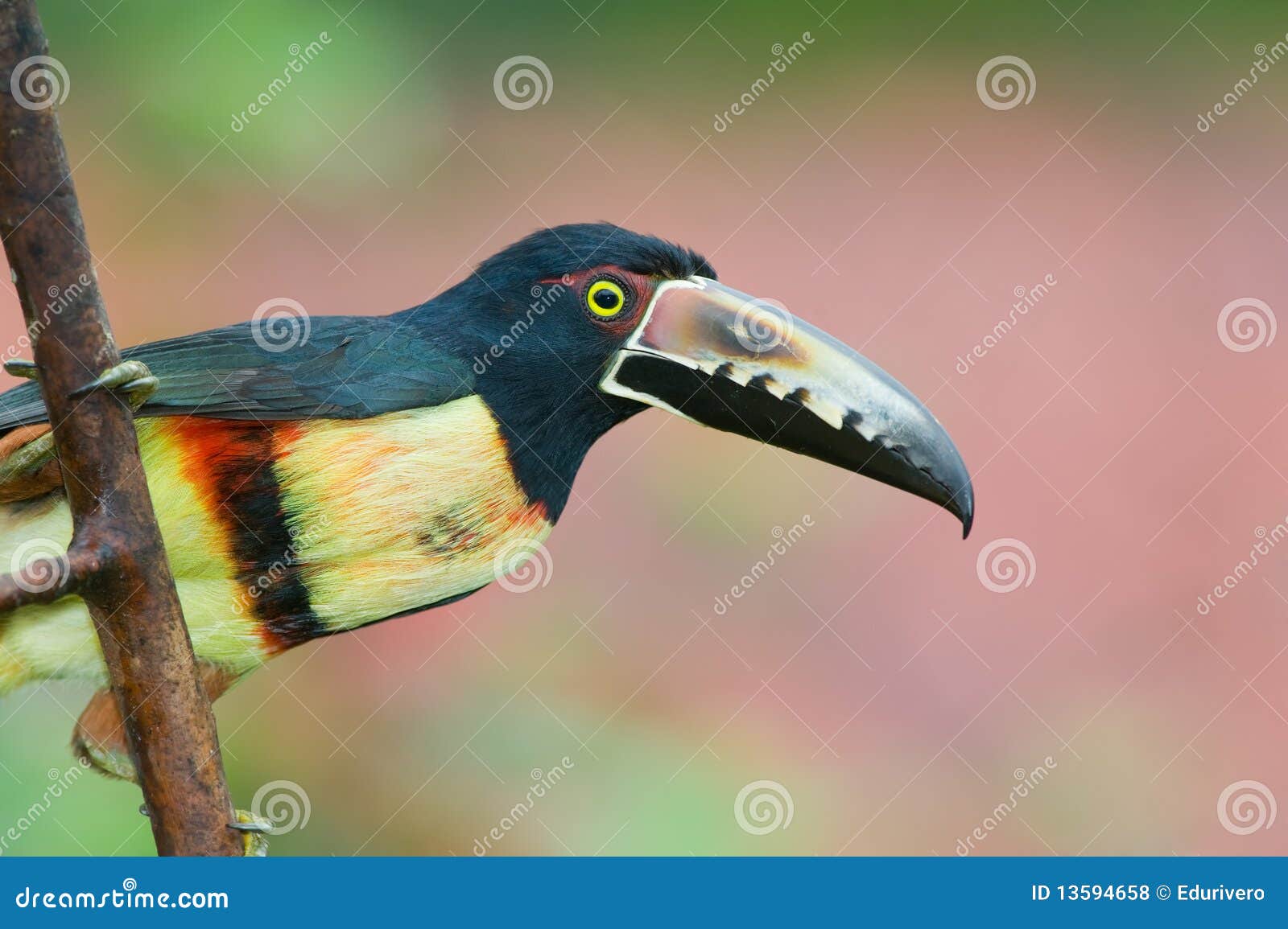 Collared Aracari Eating Bananas Royalty-Free Stock Image ...