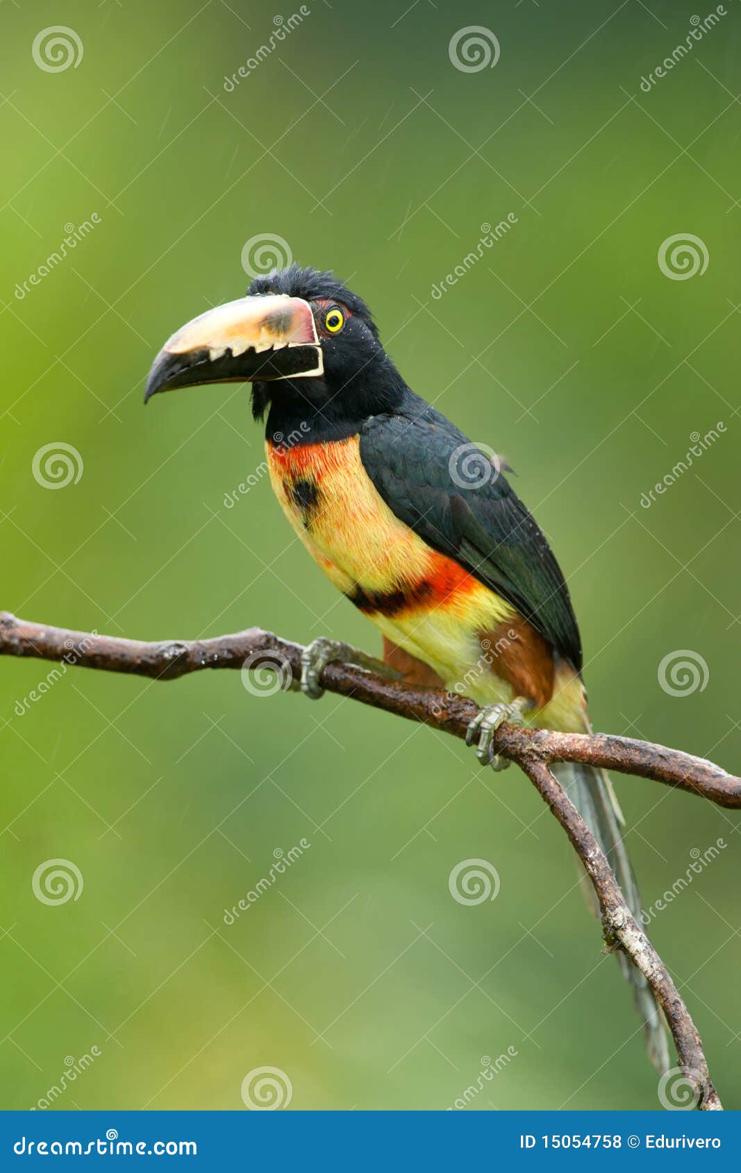 Collared Aracari Eating Bananas Royalty-Free Stock Image ...