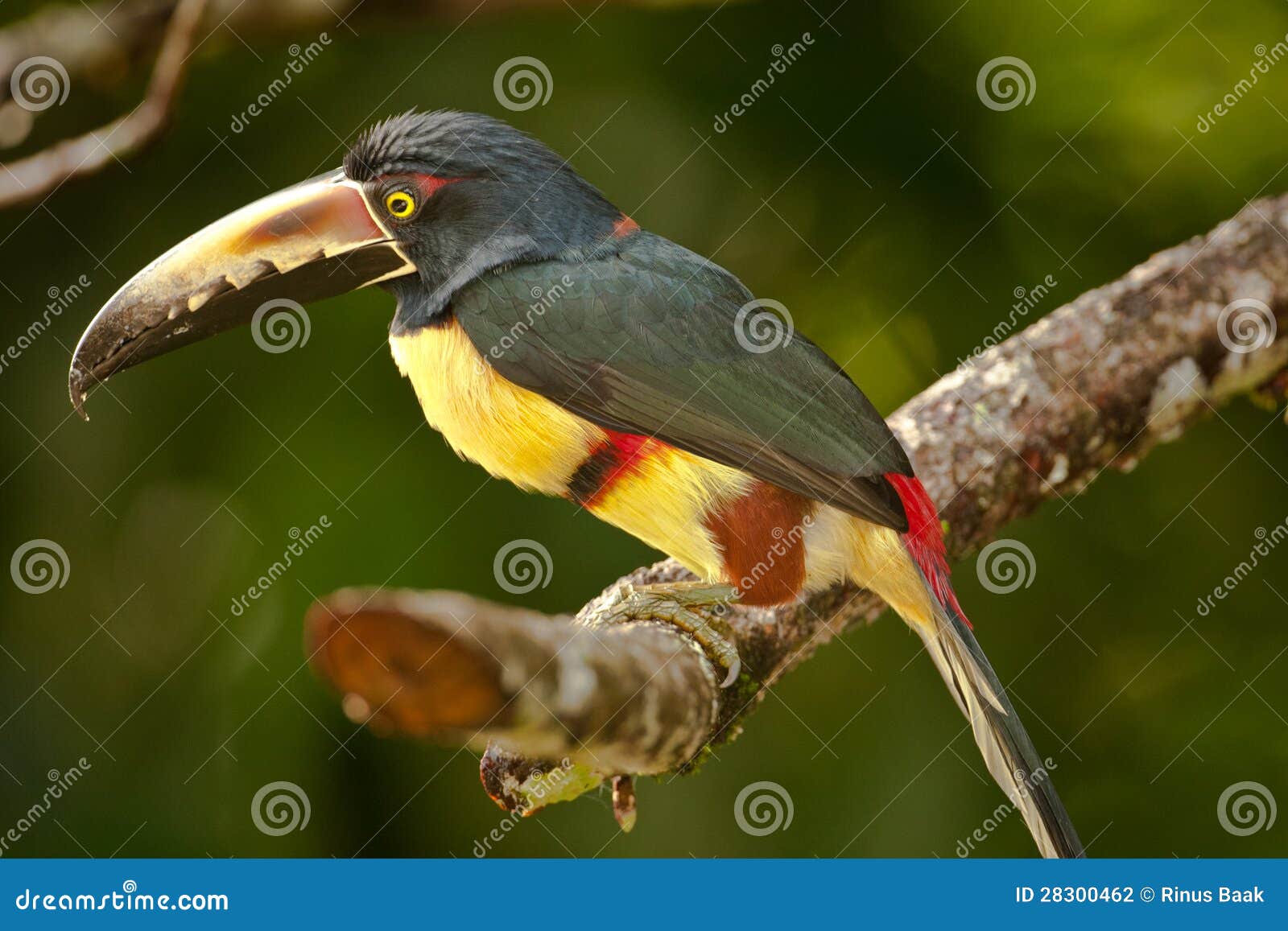 Collared Aracari stock photo. Image of tree, black, animal - 28300462