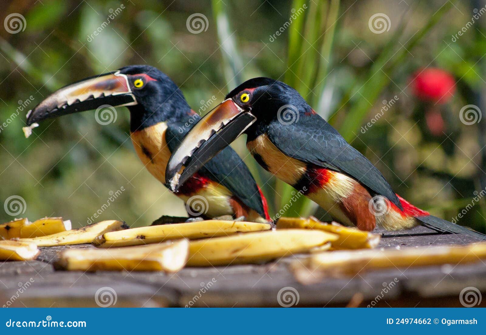 Collared Aracari Eating Bananas Royalty-Free Stock Image ...