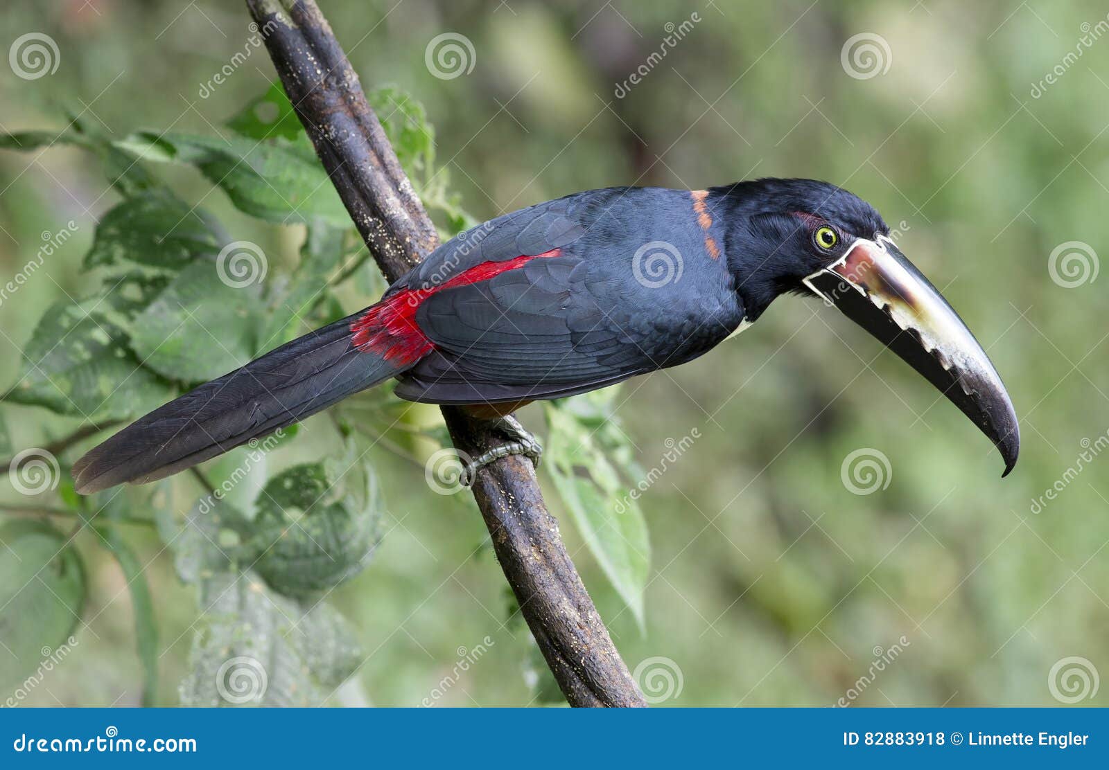 Collared Aracari Pteroglossus Torquatus Stock Photo - Image of wildlife ...