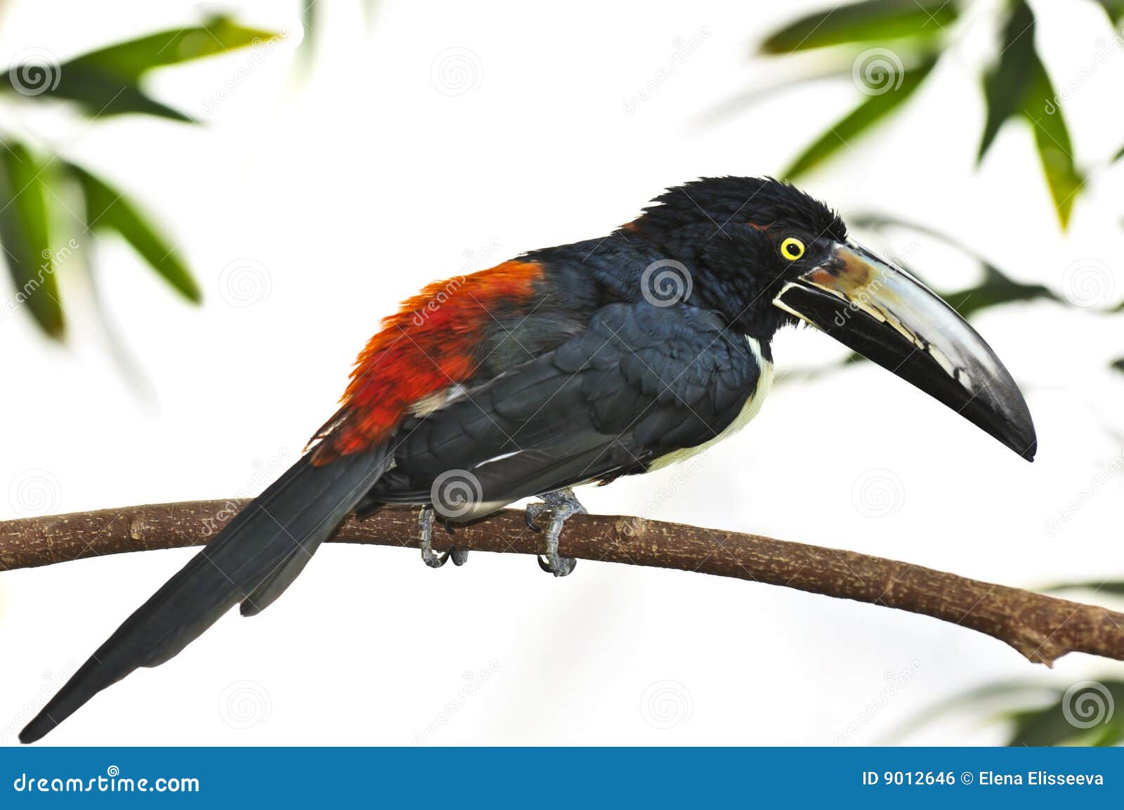 Collared Aracari toucan stock photo. Image of beautiful - 9012646