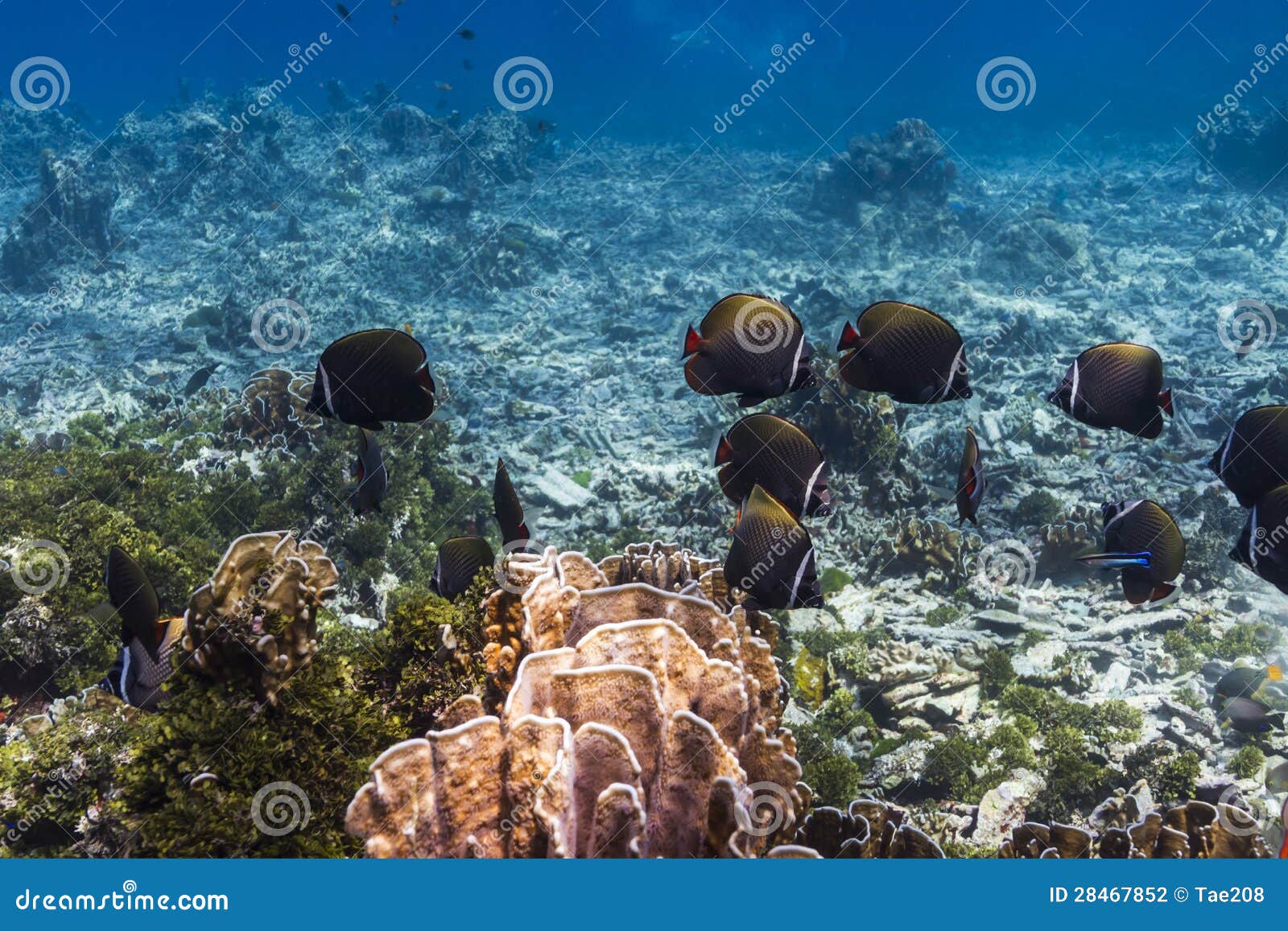 Collared Butterflyfish at Similan Island Stock Photo - Image of ...