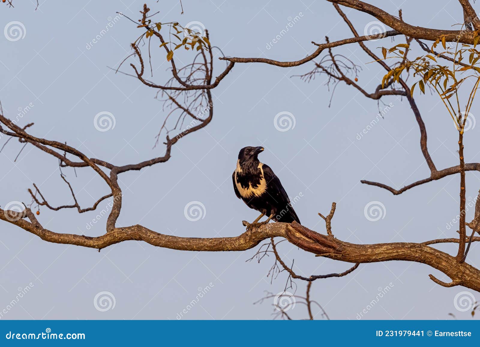 Collared Crow Corvus Torquatus Eating Fruit in Earnly Morning Sunlight ...