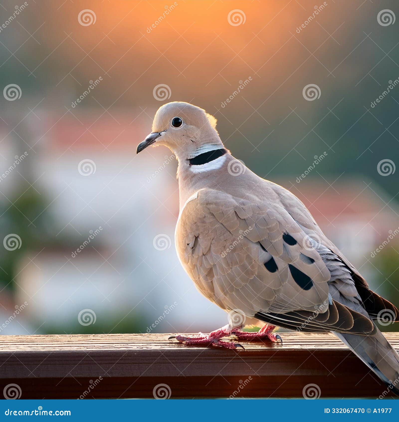 Collared Dove, AI Generated Stock Photography | CartoonDealer.com ...
