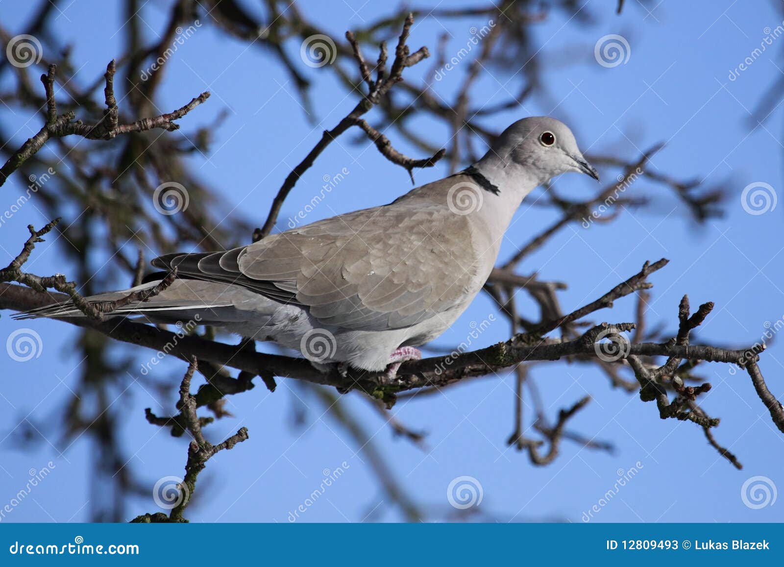 Collared Dove on the Branch Stock Image - Image of collared, nature ...