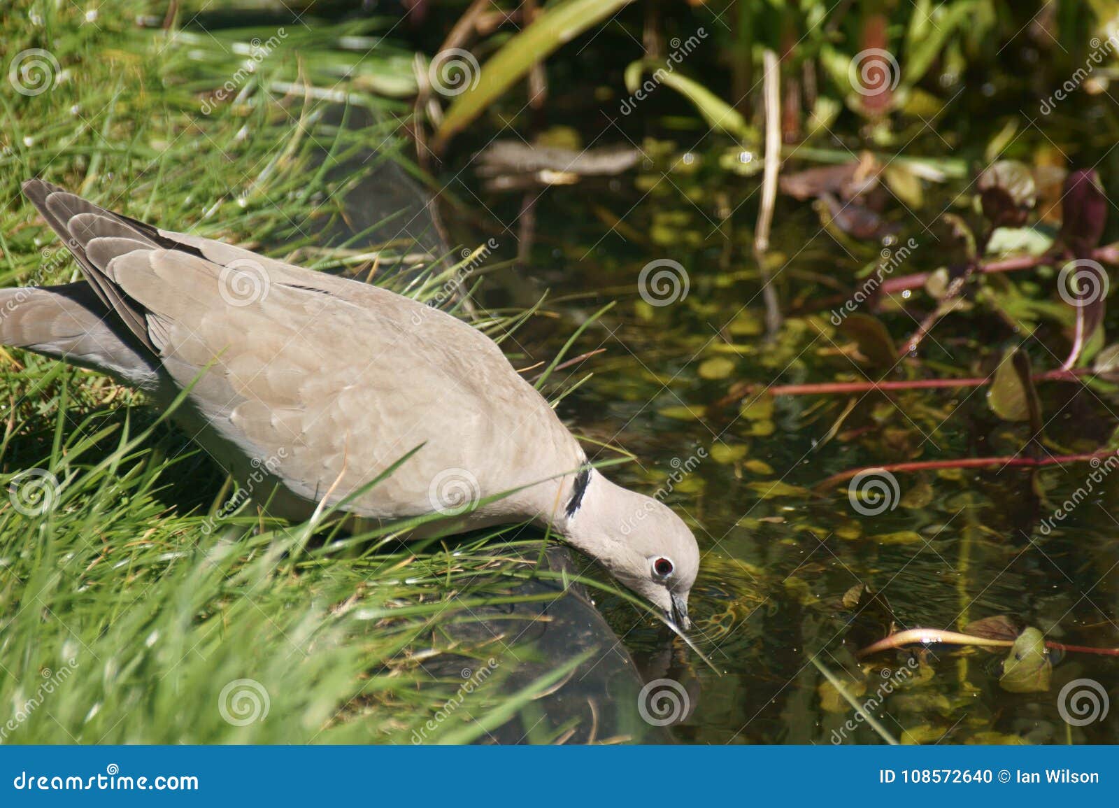 Dove Drinking Water From A Puddle Stock Photography | CartoonDealer.com ...