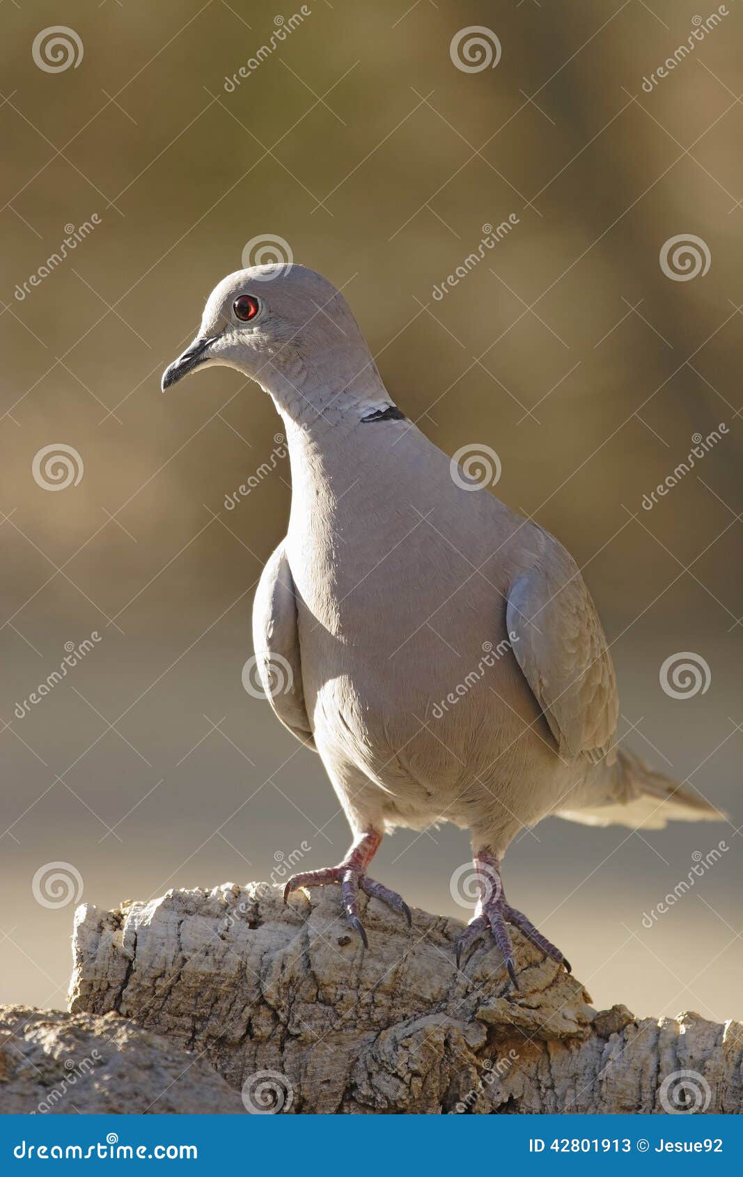 Collared dove stock image. Image of feather, wildlife - 42801913