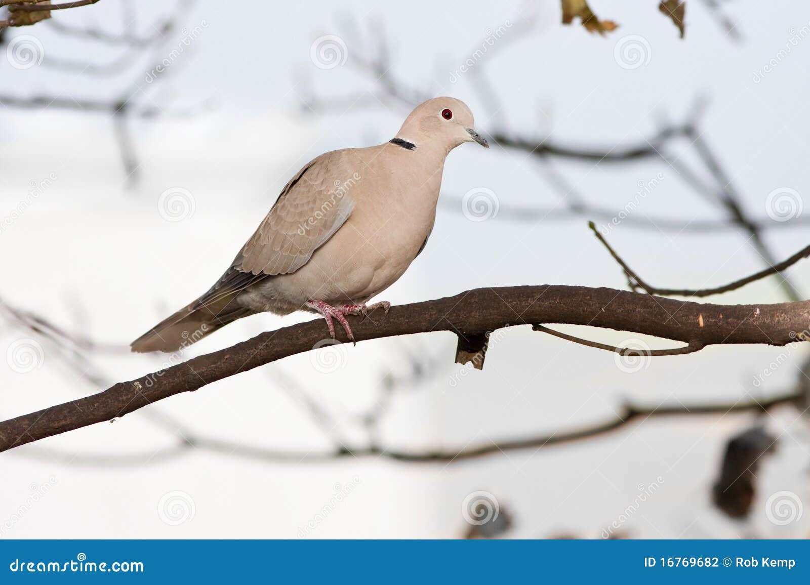 Collared Dove Perched on Branch Stock Photo - Image of grey, decaocto ...
