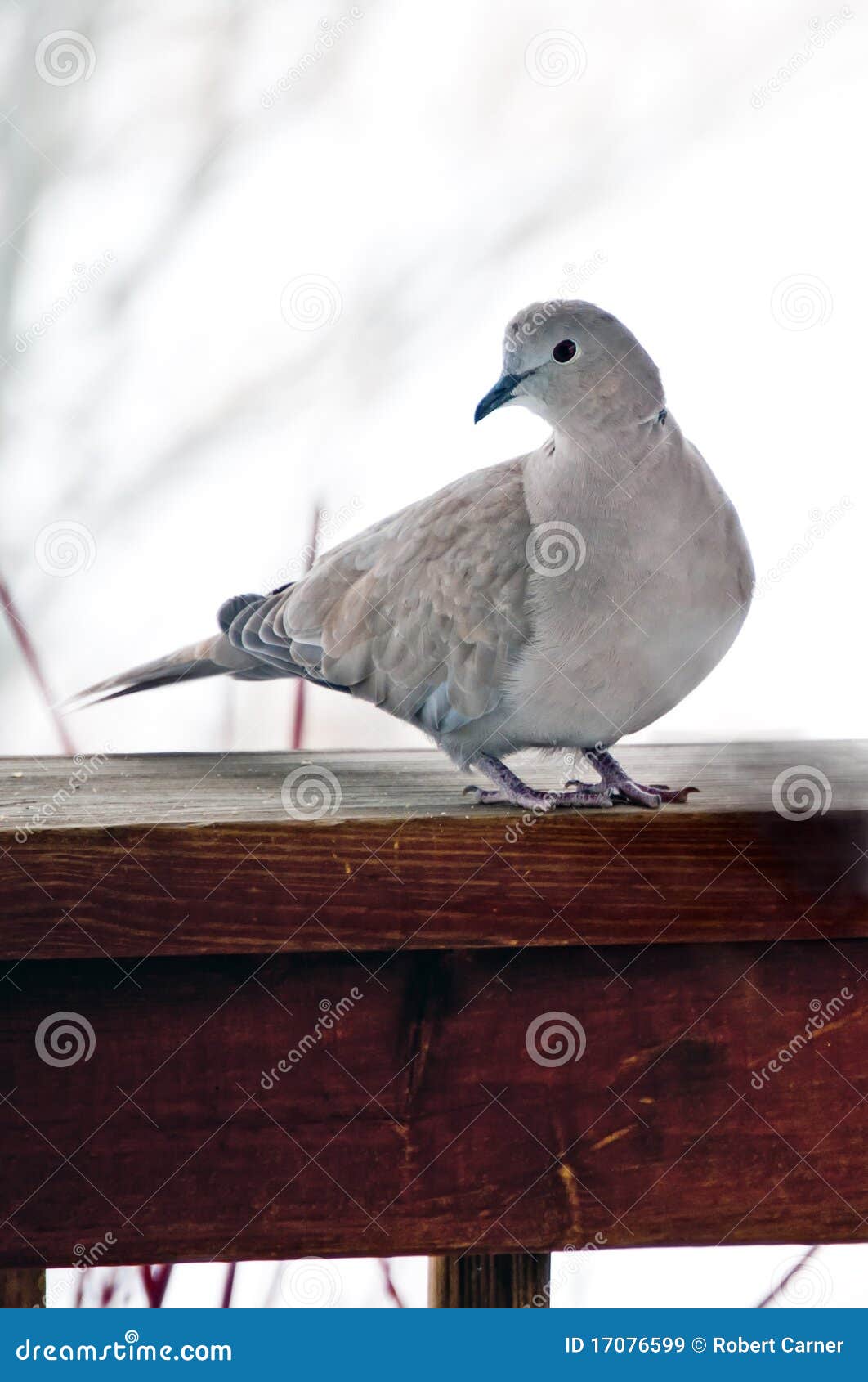 Collared Dove on the Porch Rail Stock Image - Image of tail, feather ...