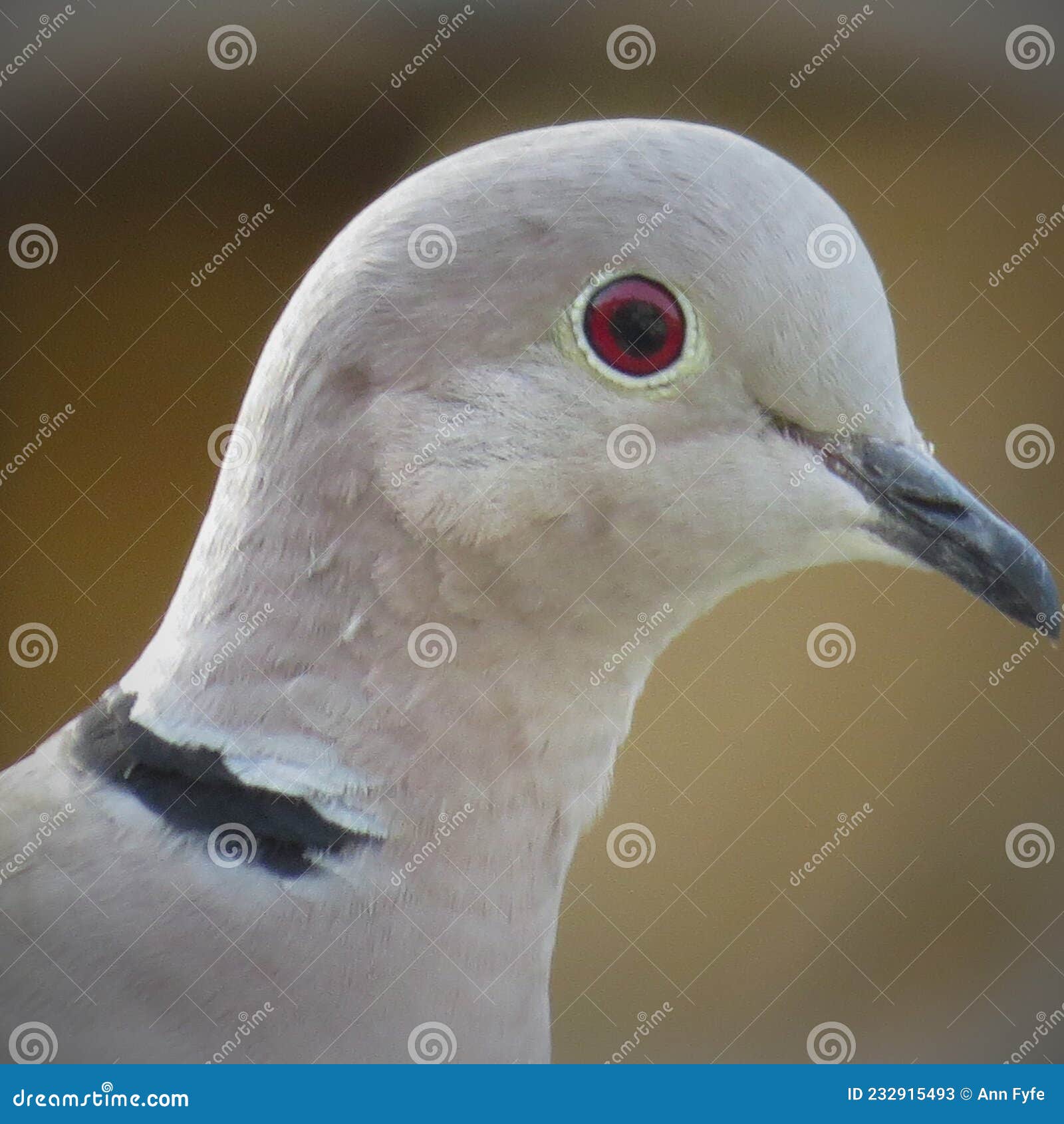 Collared dove in profile stock image. Image of ducks - 232915493