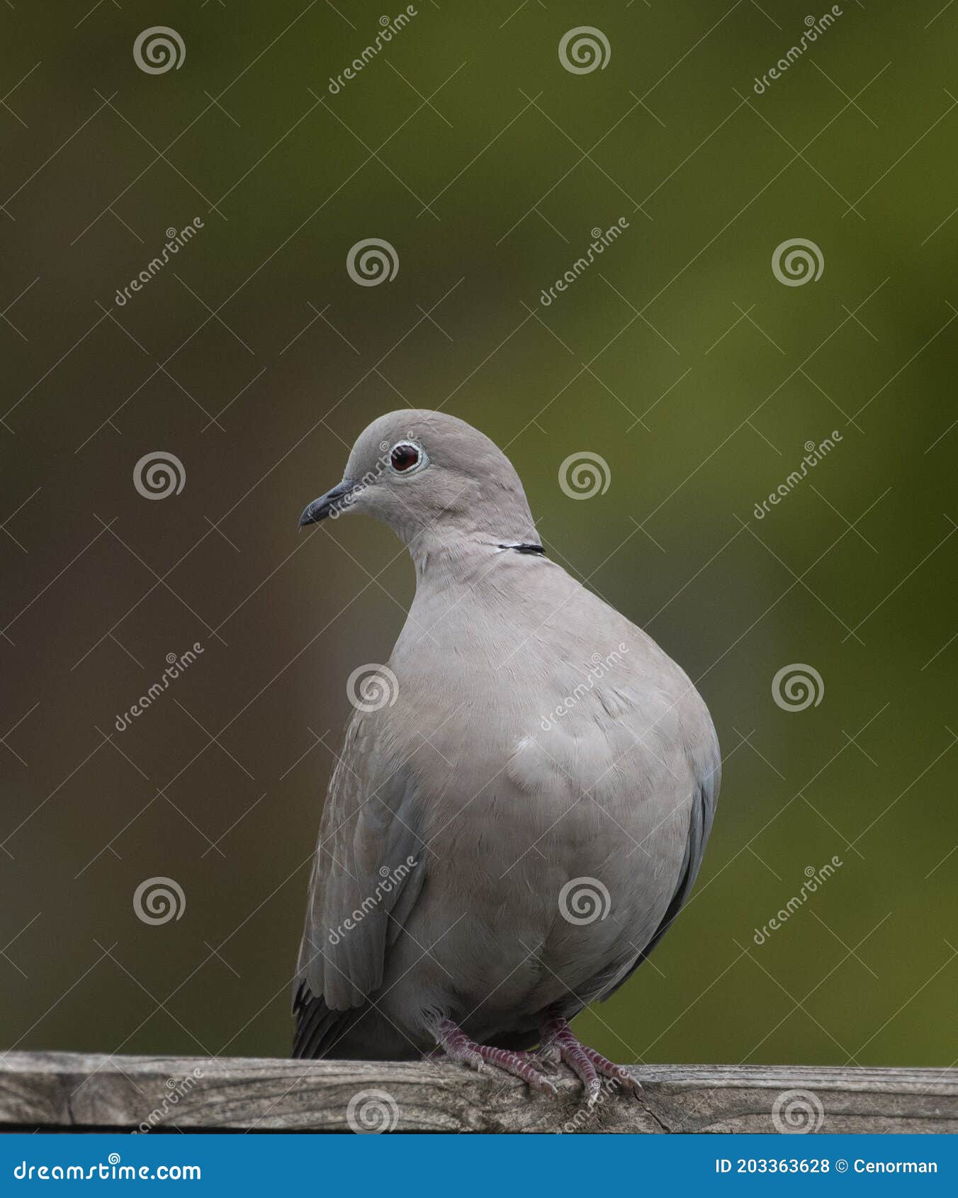Dove In Garden Stand In Tower Royalty-Free Stock Photography ...