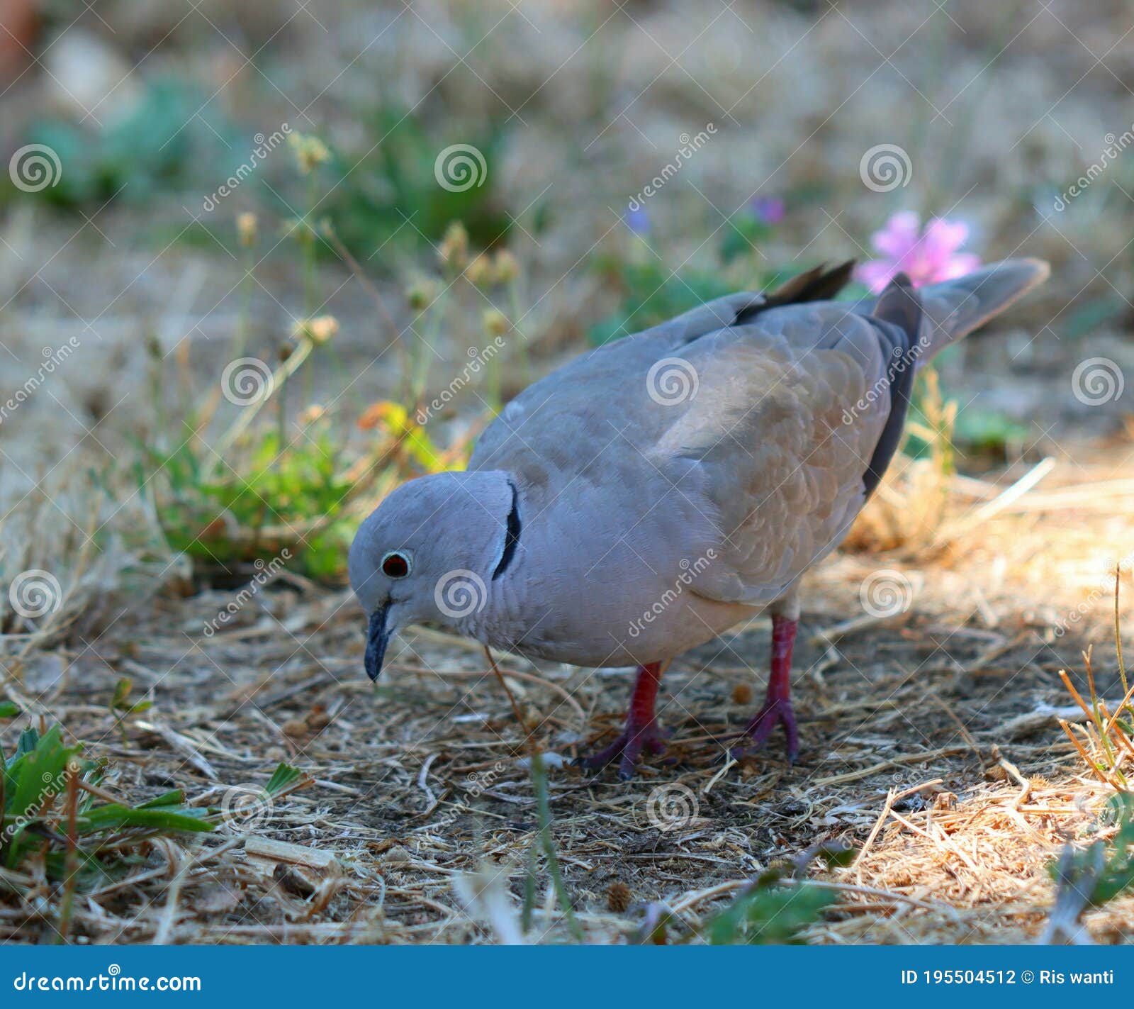 Collared Dove Searching Food Stock Photo - Image of beak, wing: 195504512