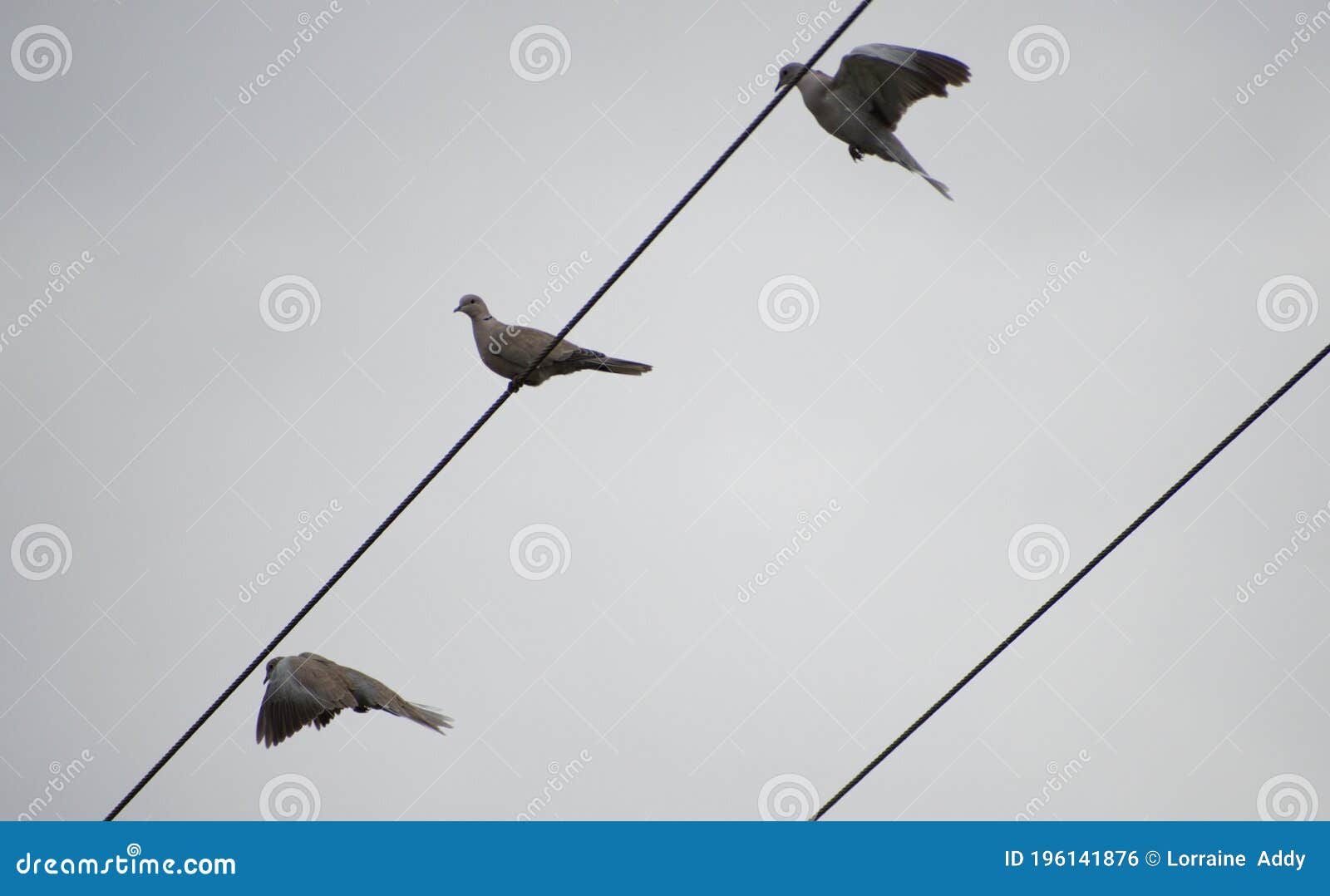 Three Collared Doves Flying on and Off an Electrical Wire Stock Photo ...